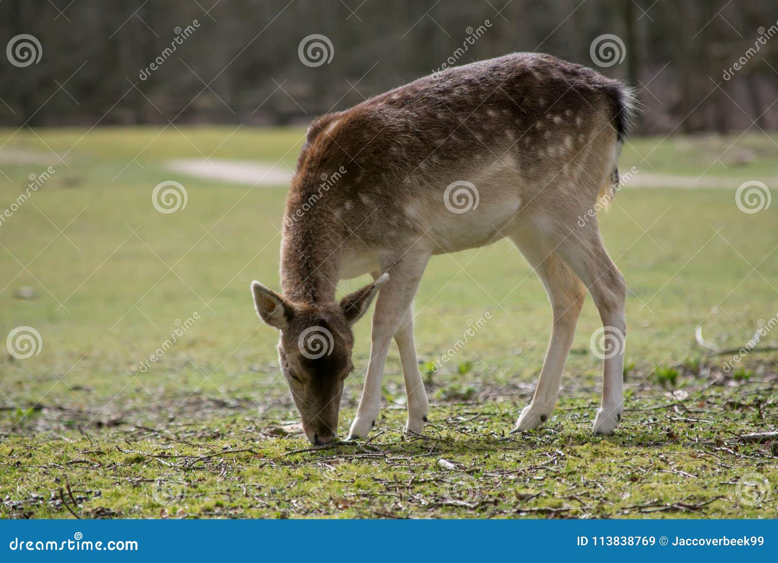 Fallow Deer Forest Spring Brown Grass Tree Leaves Stock Image - Image ...