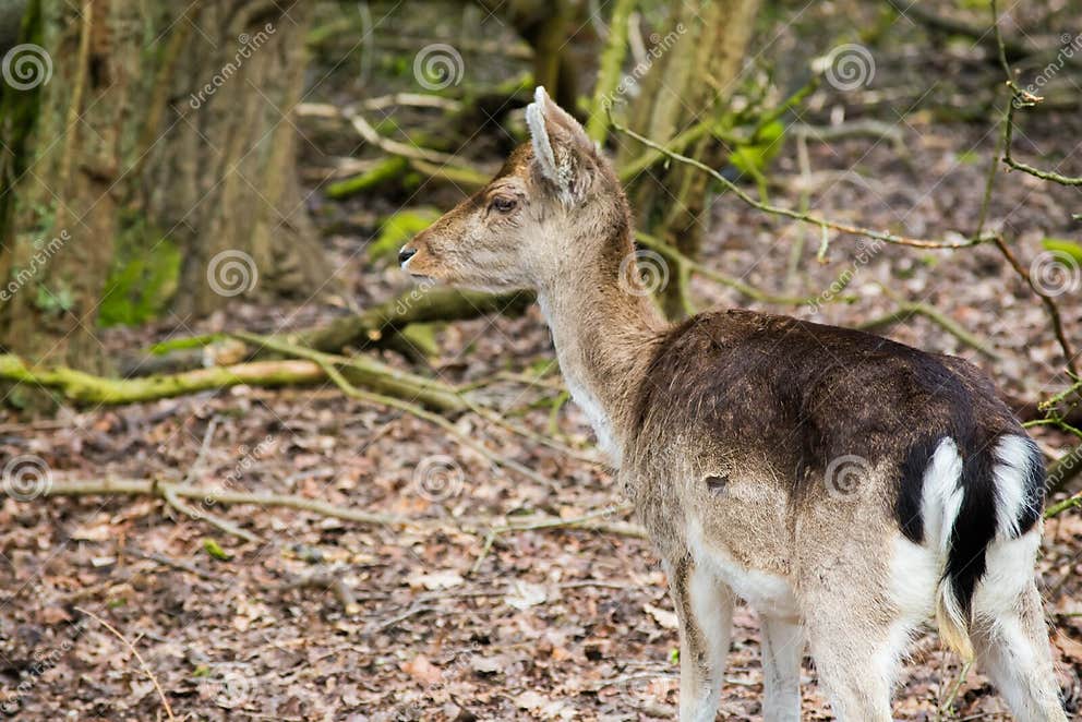 Fallow Deer Forest Spring Brown Grass Tree Leaves Stock Image - Image ...