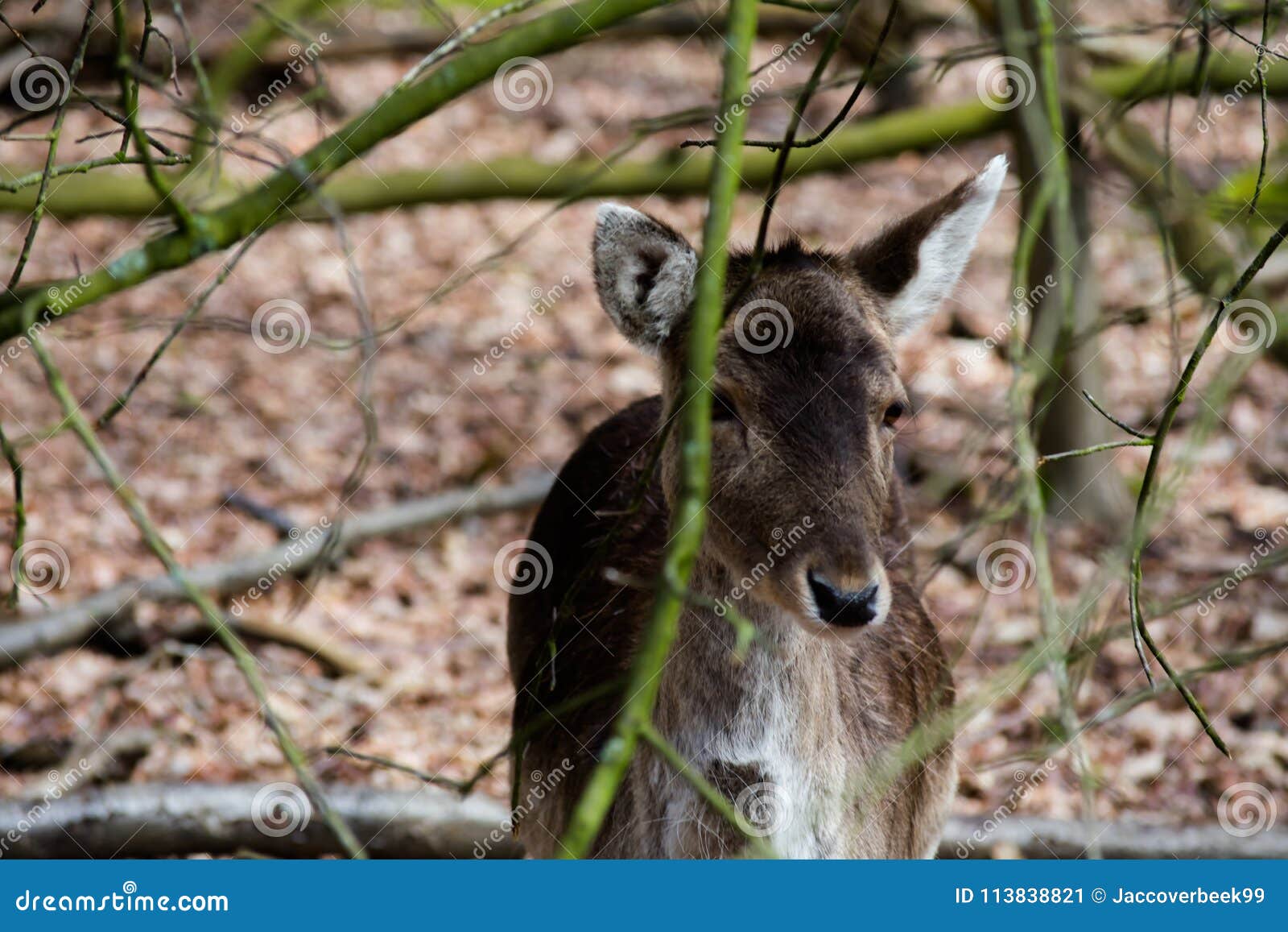 Fallow Deer Forest Spring Brown Grass Tree Leaves Stock Image - Image ...