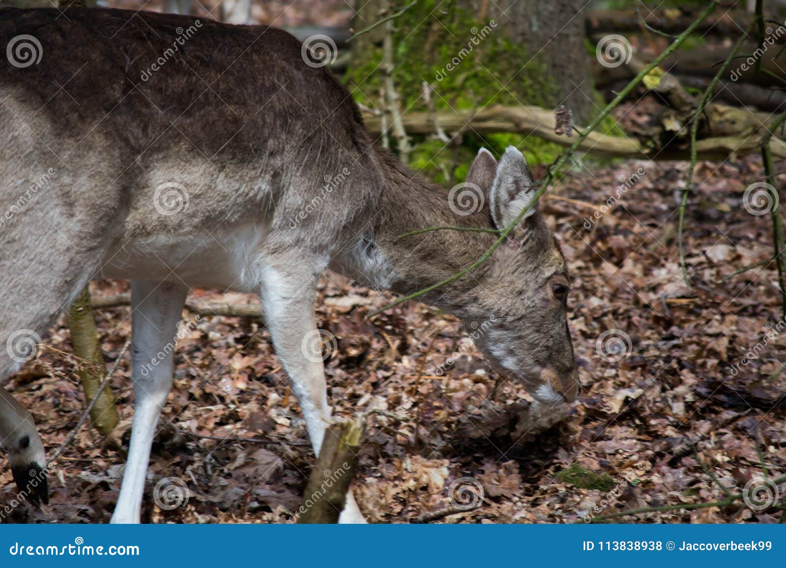 Fallow Deer Forest Spring Brown Grass Tree Leaves Stock Photo - Image ...