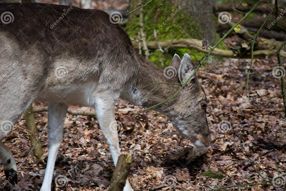 Fallow Deer Forest Spring Brown Grass Tree Leaves Stock Photo - Image ...