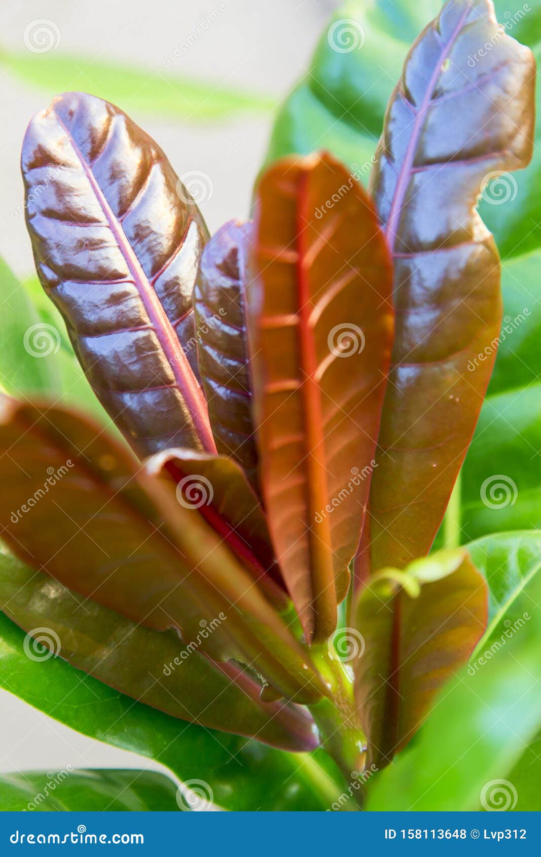 Brown Fan-shaped Leaves All Frame. Stock Photo - Image of brown ...