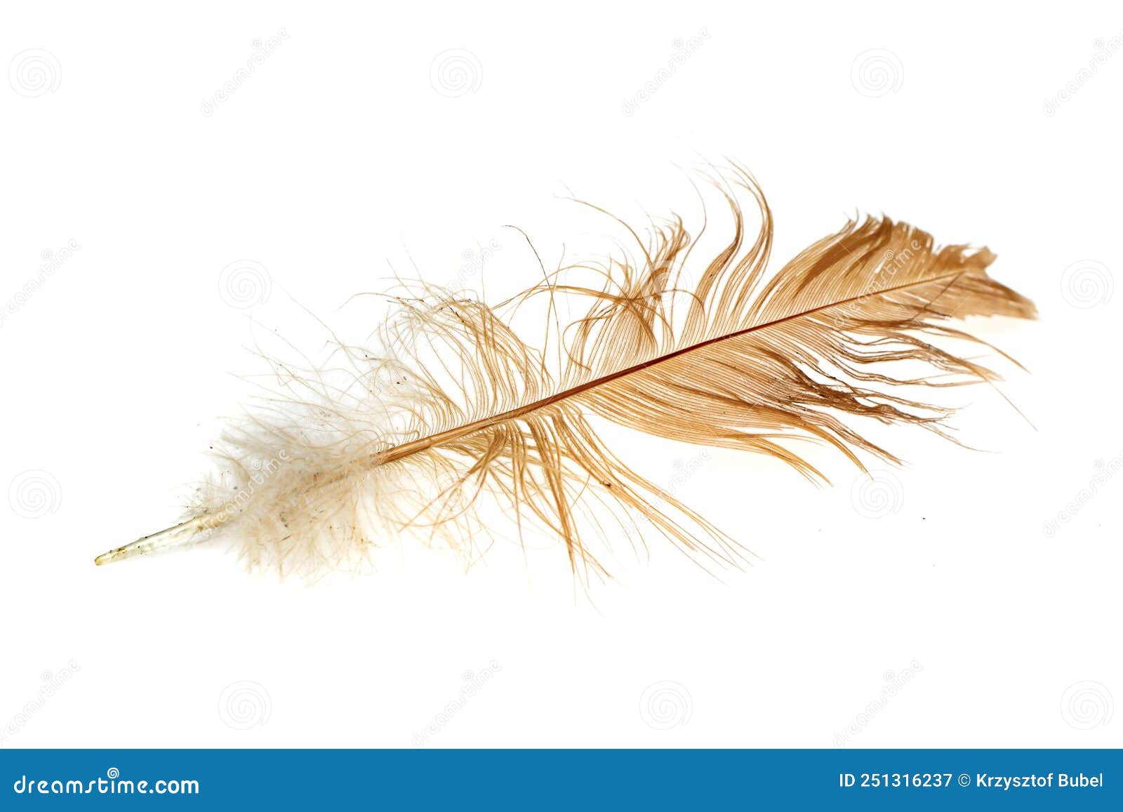 Brown Feather of a Hen on a White Background Stock Image - Image of ...