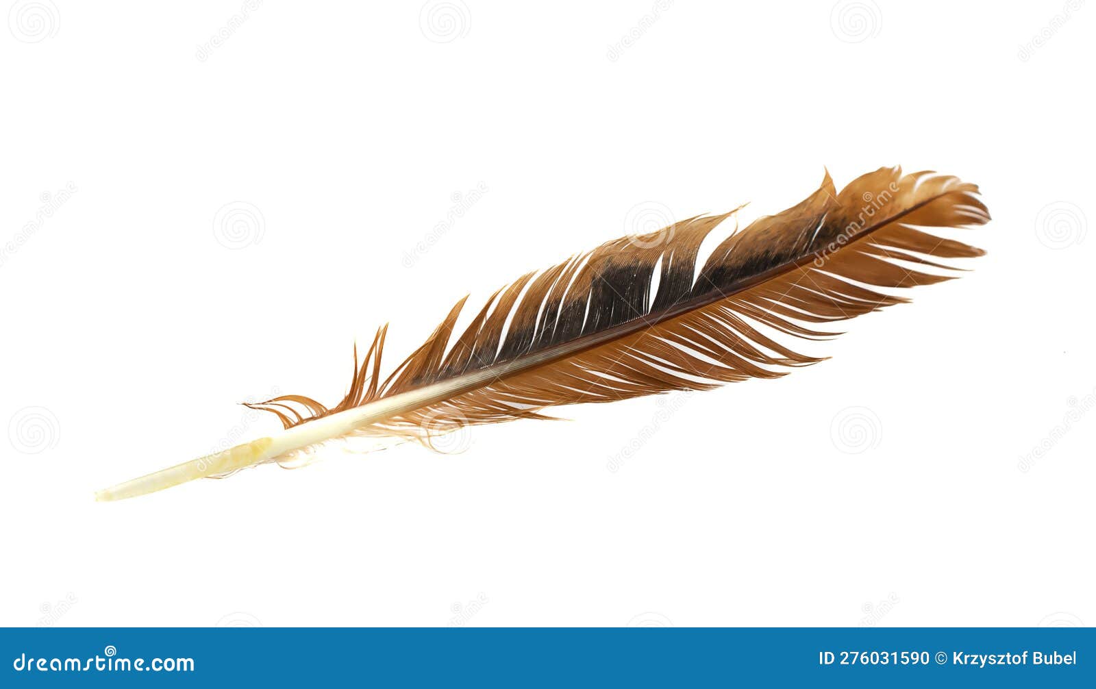 Brown Feather of a Hen on a White Background Stock Photo - Image of ...