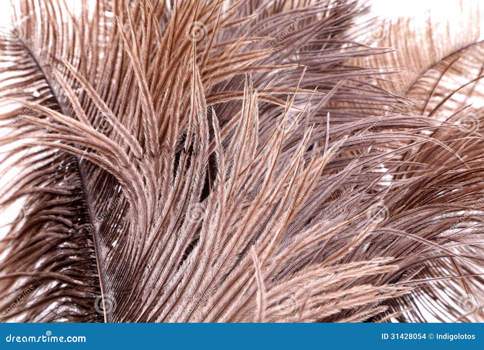 Brown feathers stock photo. Image of delicate, brown - 31428054