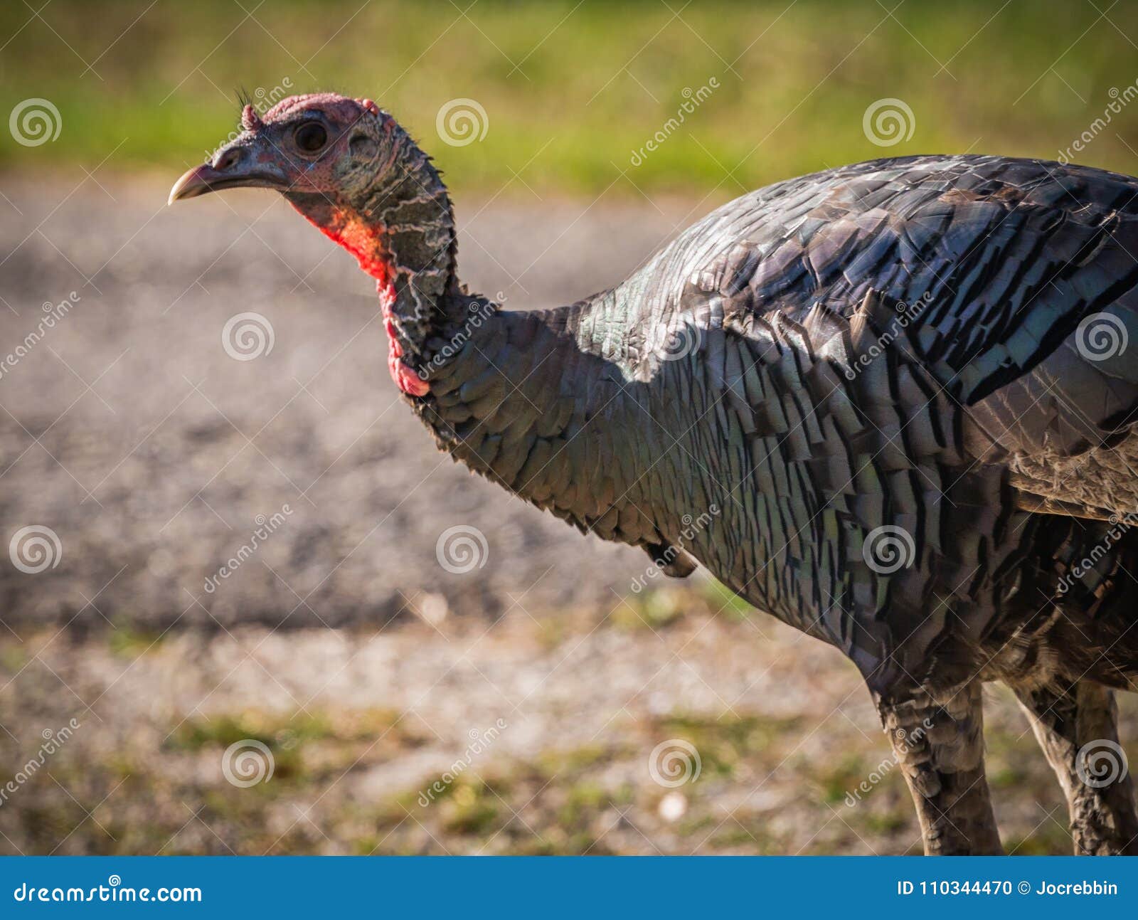 Brown Feathers of the Wild Turkey Stock Photo - Image of facing, dinner ...