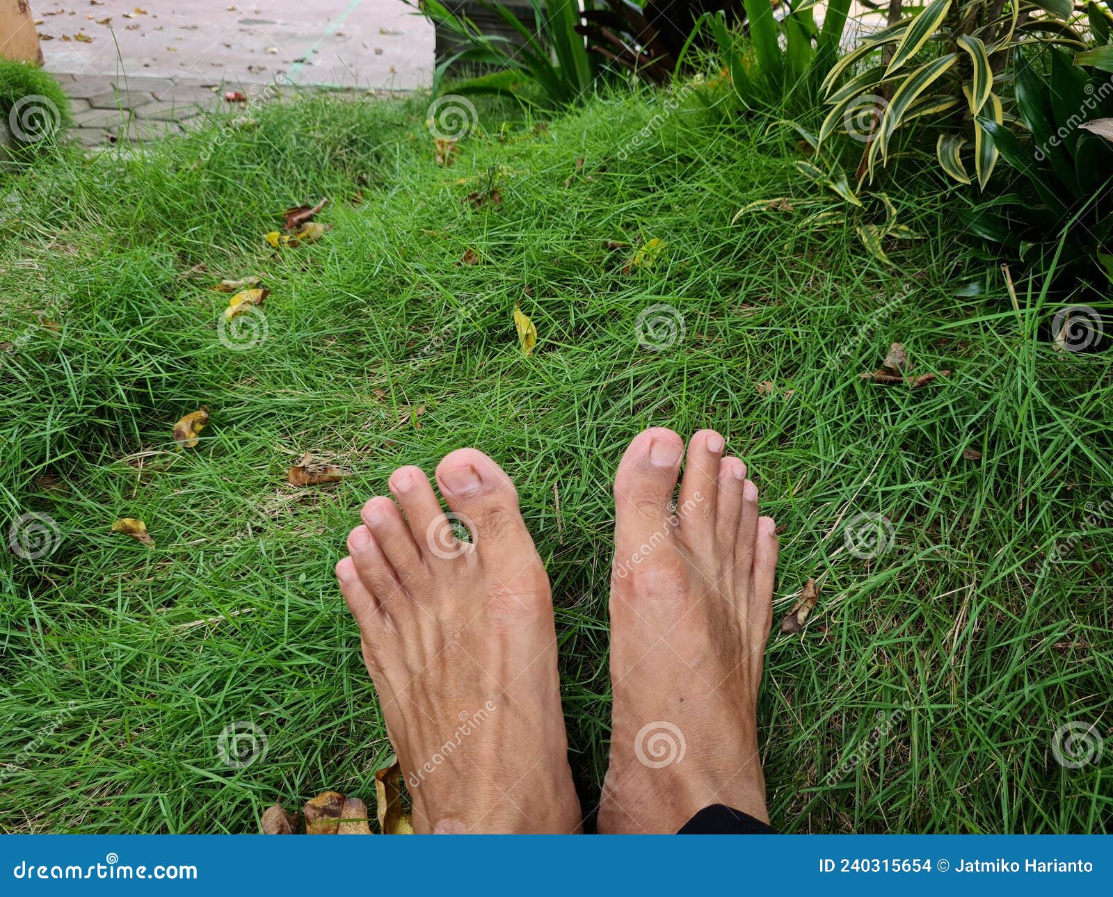 Brown Brown Feet Step on Green Grass Stock Photo - Image of grass ...