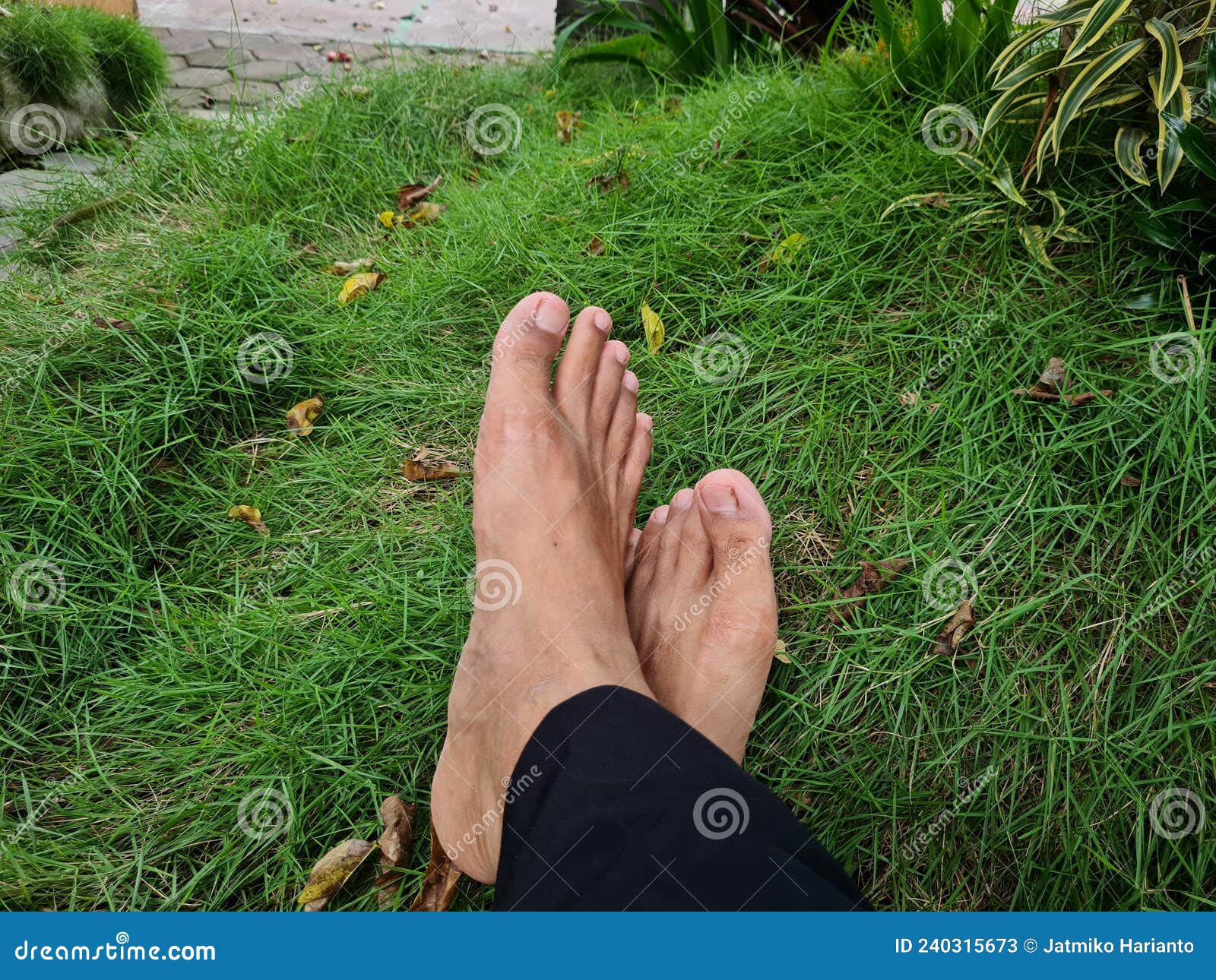 Brown Brown Feet Step on Green Grass Stock Image - Image of tree ...