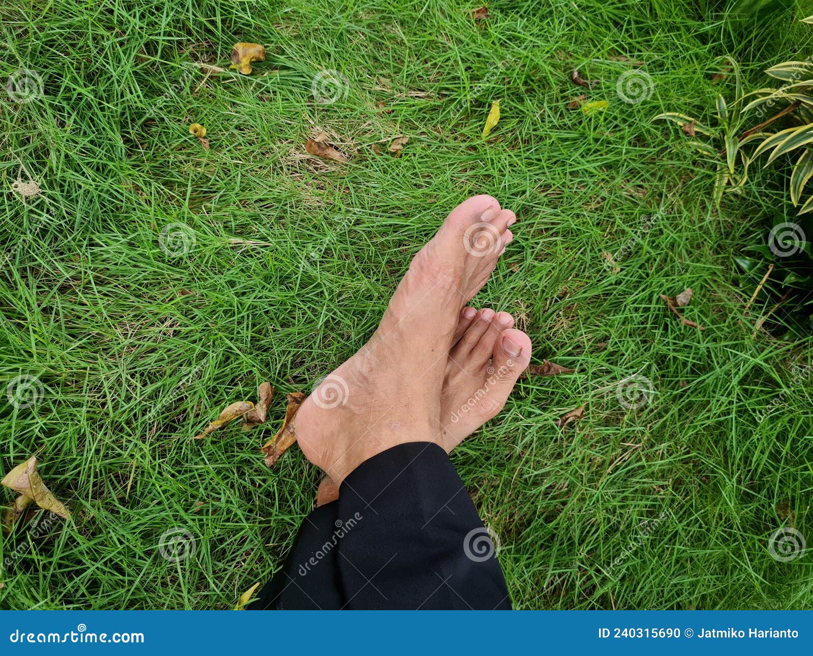Brown Brown Feet Step on Green Grass Stock Photo - Image of footwear ...