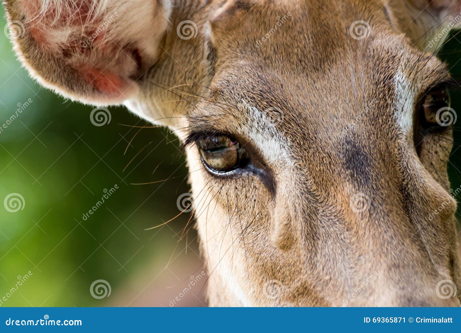 Brown female antelope face stock image. Image of mammal - 69365871