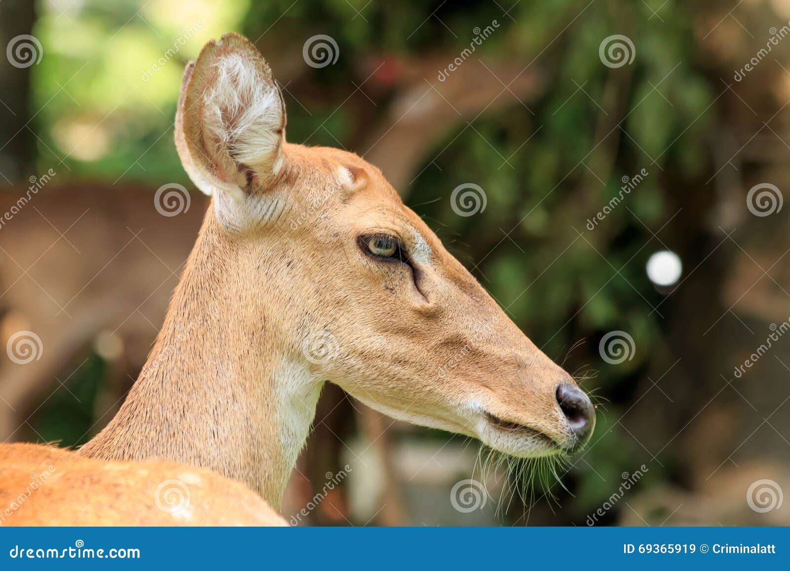 Brown female antelope face stock image. Image of eyes - 69365919