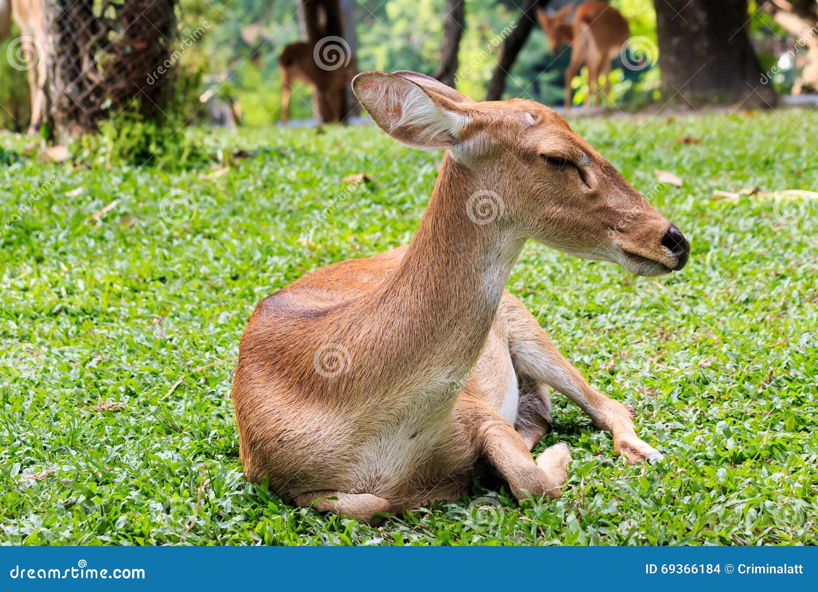 Brown Female Antelope in Grass Field Stock Photo - Image of wilderness ...