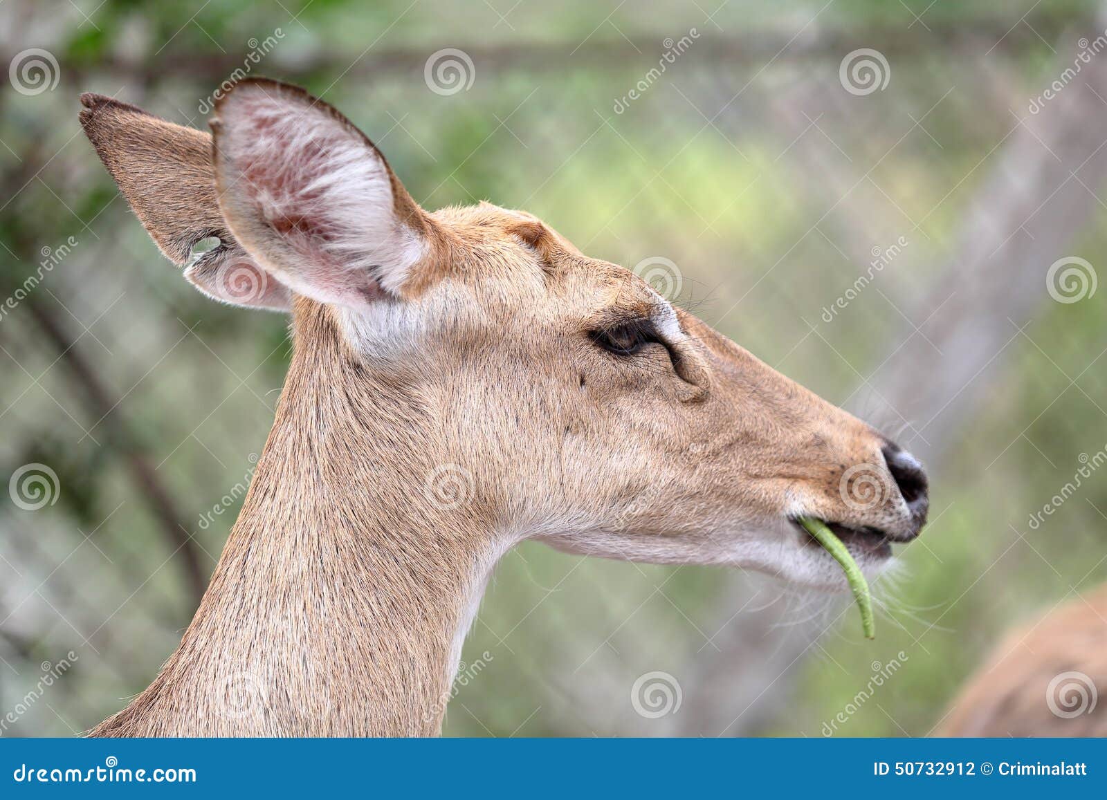 Brown female antelope head stock photo. Image of impala - 50732912
