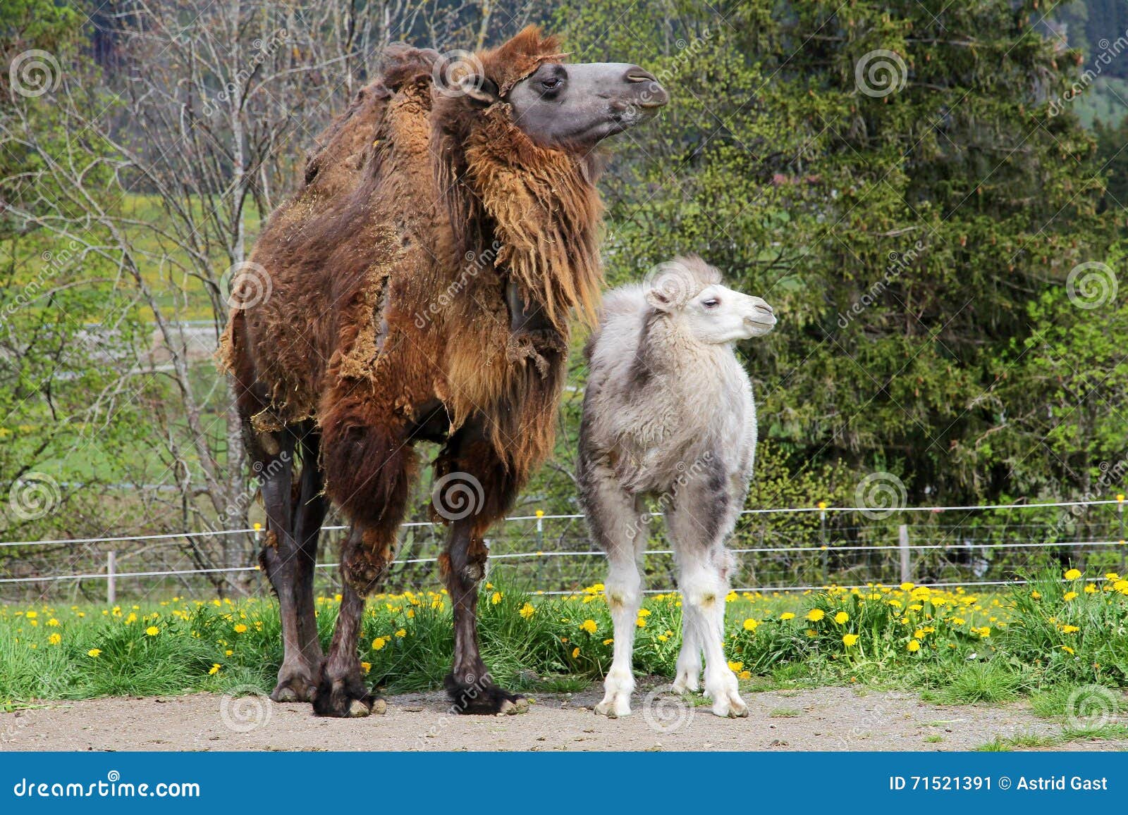 Brown Female Bactrian Camel with White Cub Stock Image - Image of calf ...