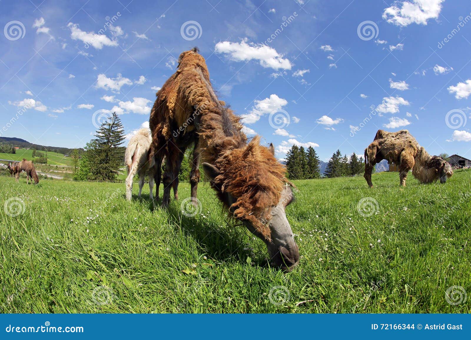 Brown Female Bactrian Camel with White Cub Stock Photo - Image of brown ...