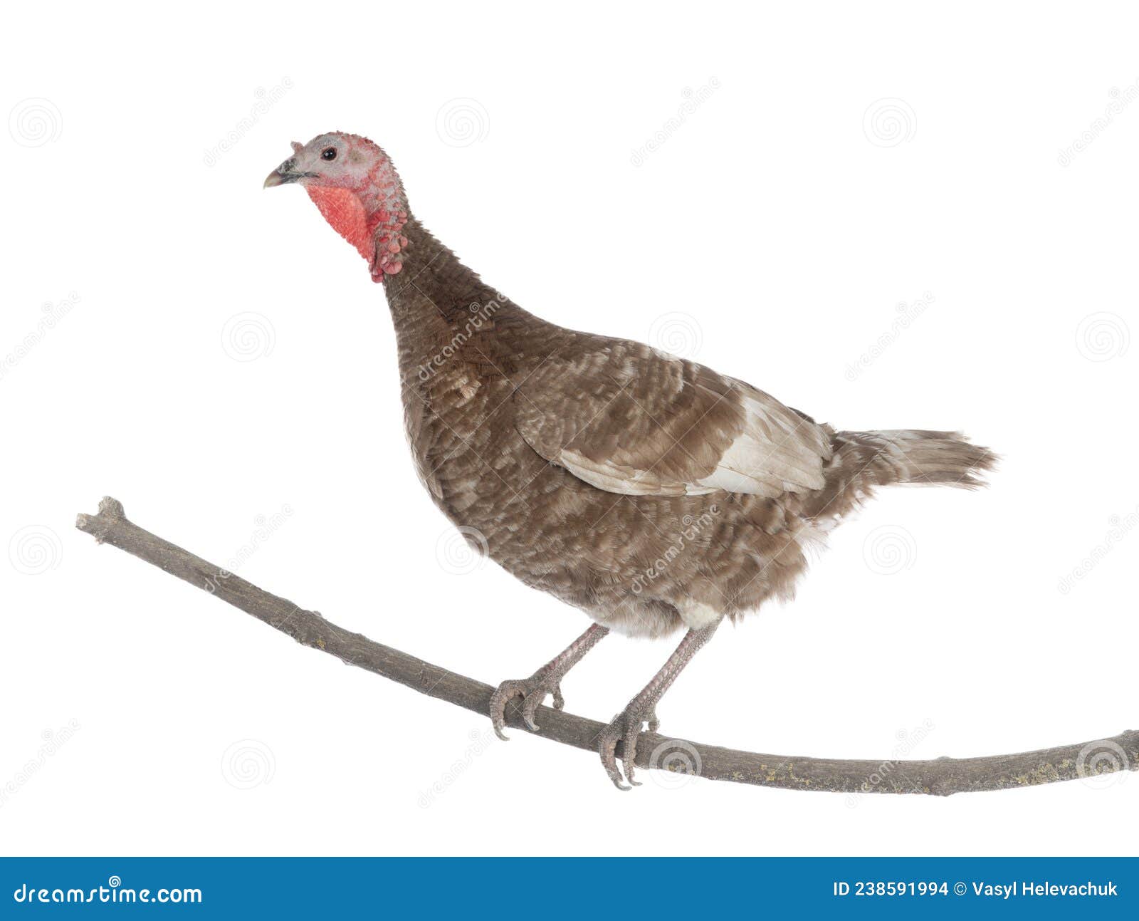 Brown Female Turkey Sitting on a Tree Branch Isolated Stock Photo ...