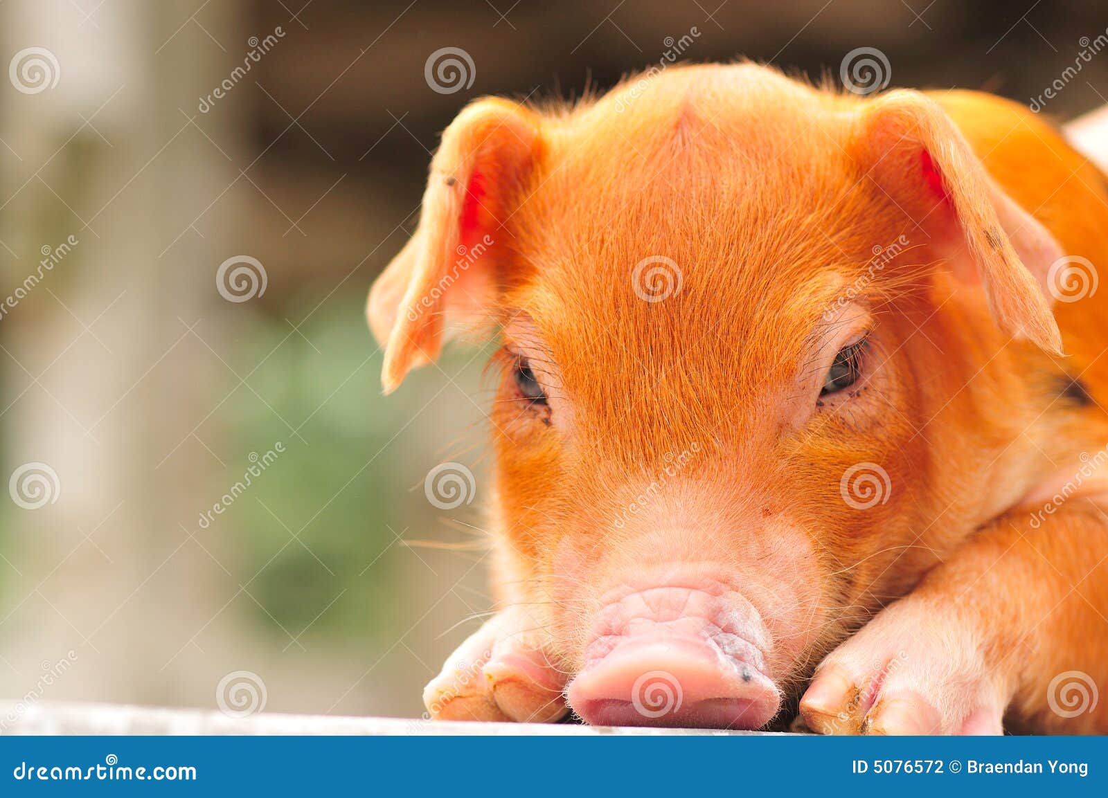 Brown-Ferkel-Serie 2 stockfoto. Bild von stall, bauernhof - 5076572