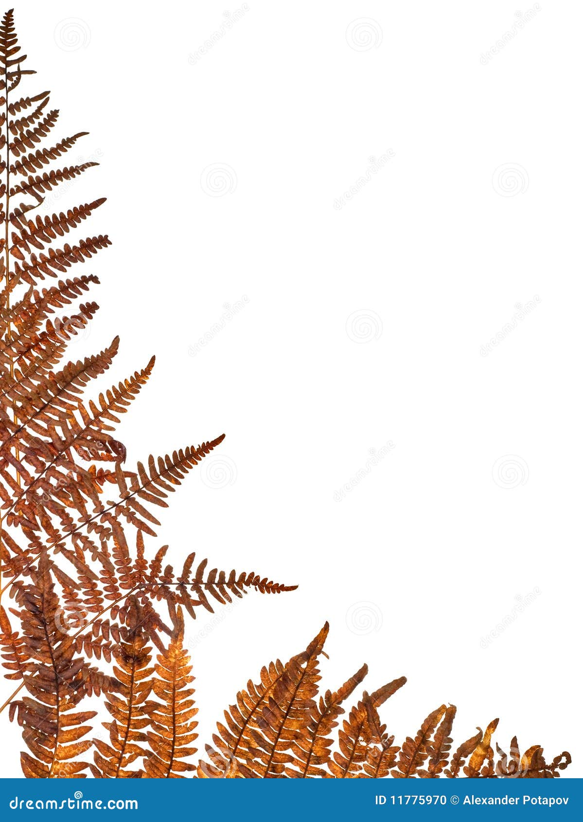 Brown fern corner stock photo. Image of floral, twig - 11775970