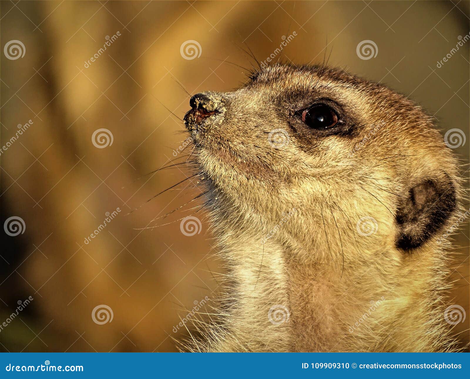 Brown Ferret Close Photography Picture. Image: 109909310