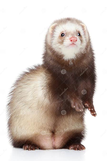 Brown Ferret on White Background Stock Image - Image of putorius ...