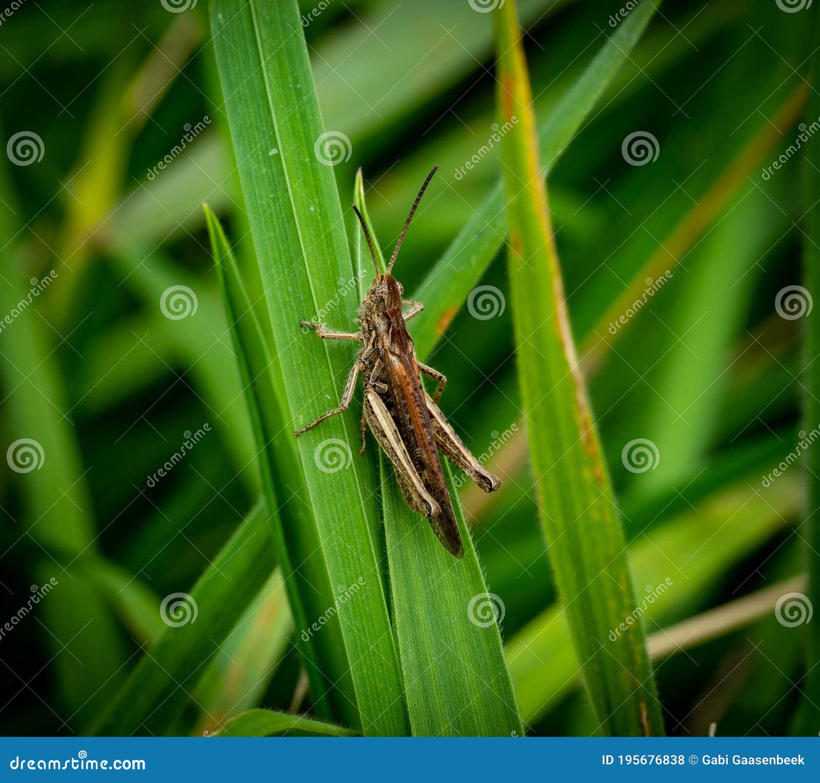 Brown Field Grasshopper Sitting in the Grass Meadow Stock Photo - Image ...