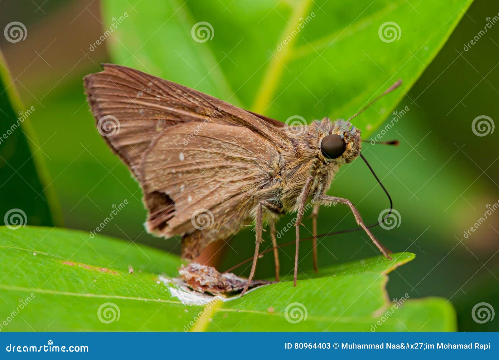Brown Fiery Skipper Moth Stock Image | CartoonDealer.com #80964403