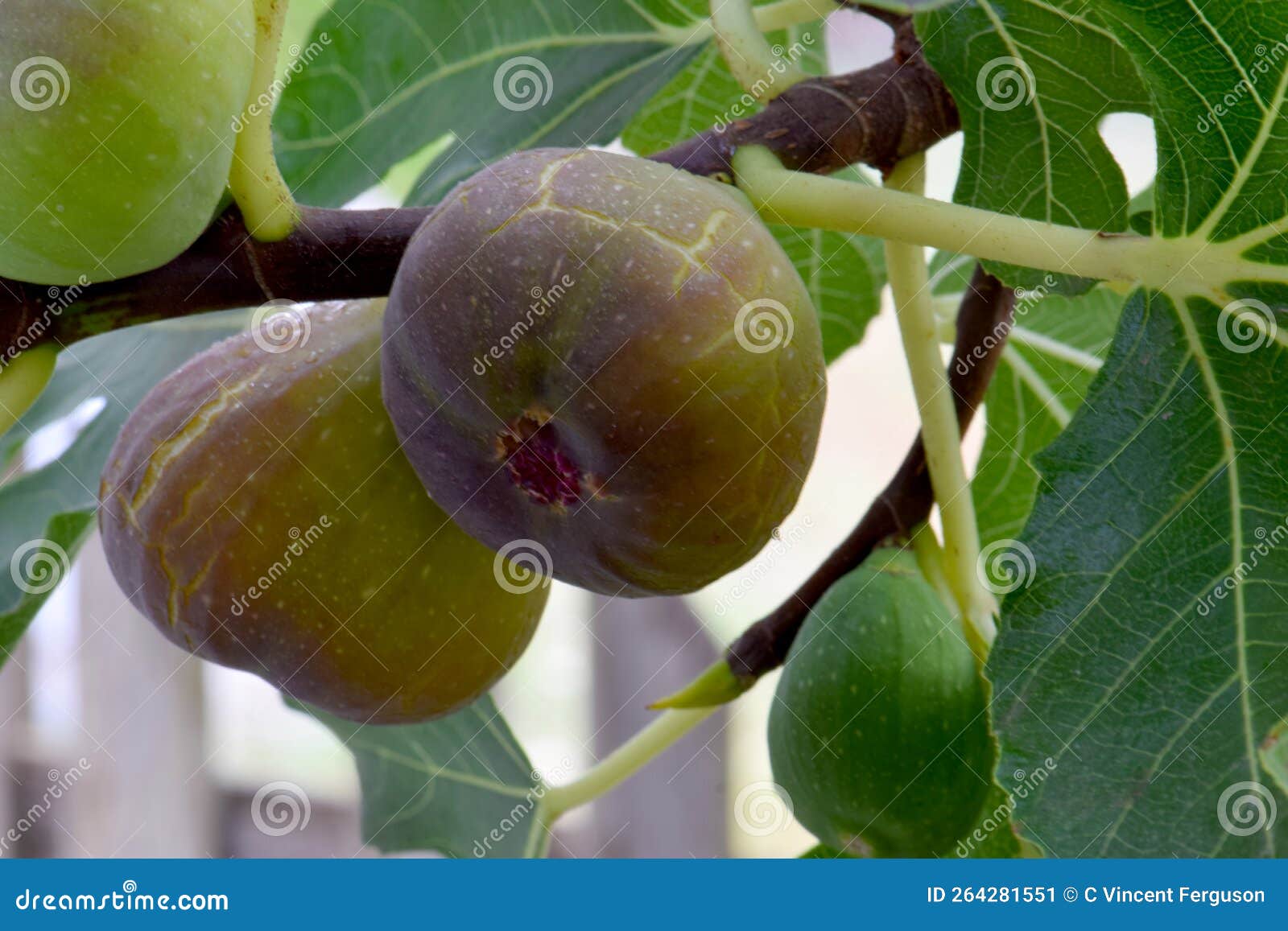 Brown Fig in Tree 01 stock image. Image of leaf, nature - 264281551