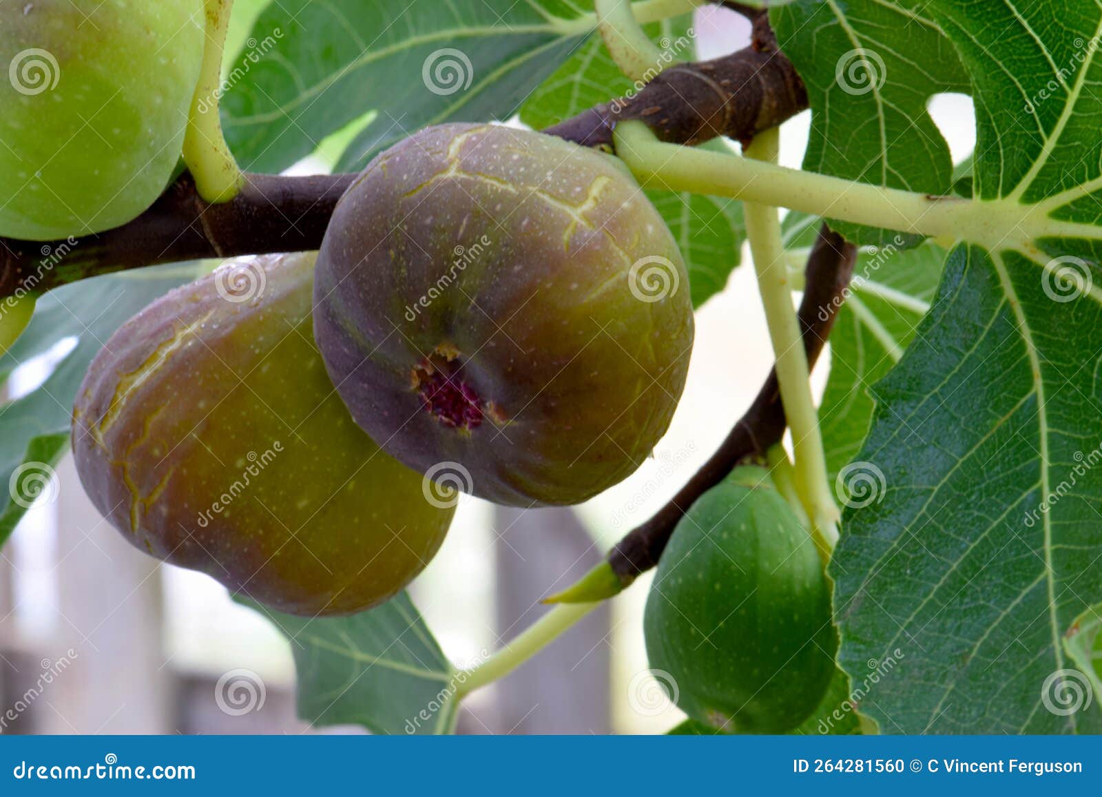 Brown Fig in Tree 02 stock photo. Image of leaf, turkey - 264281560