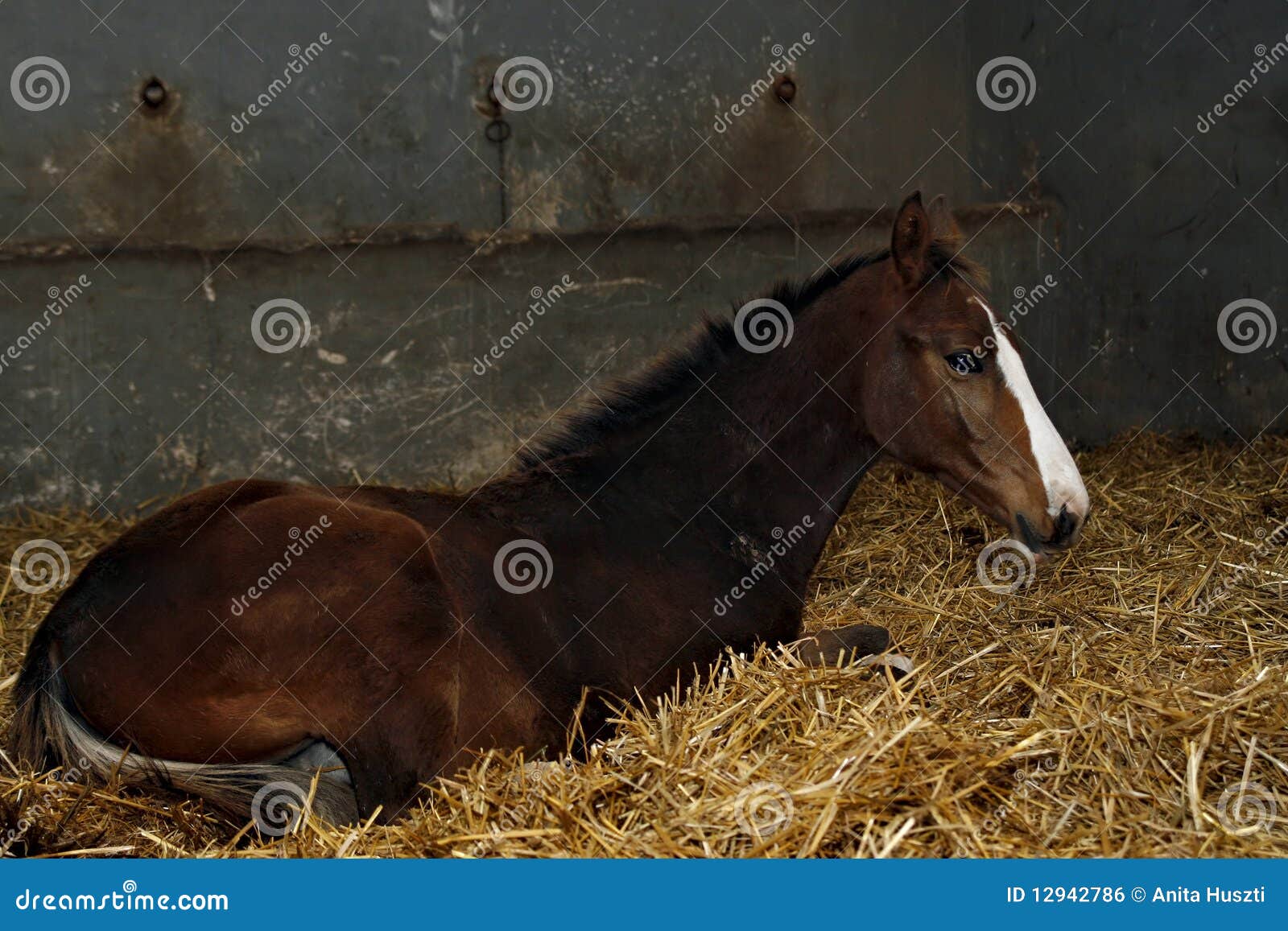 Brown filly in stable stock photo. Image of female, filly - 12942786