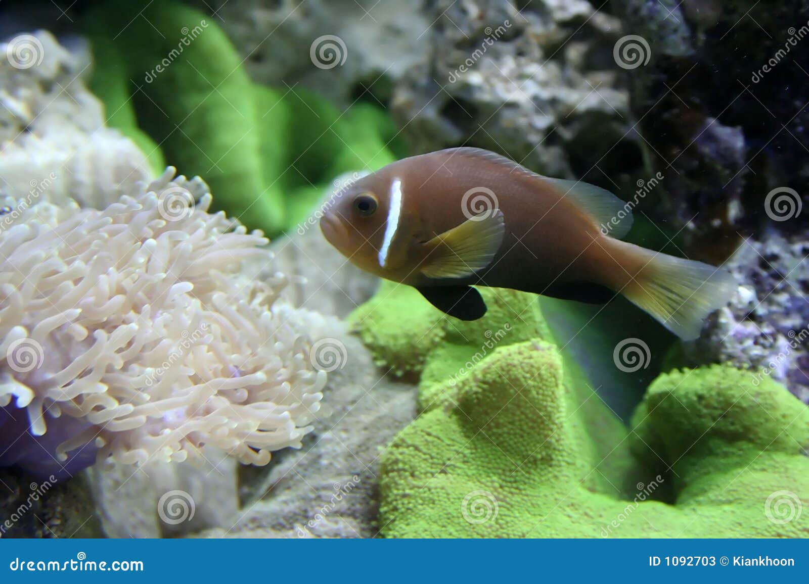 Brown Fish stock image. Image of anemonefish, tropical - 1092703