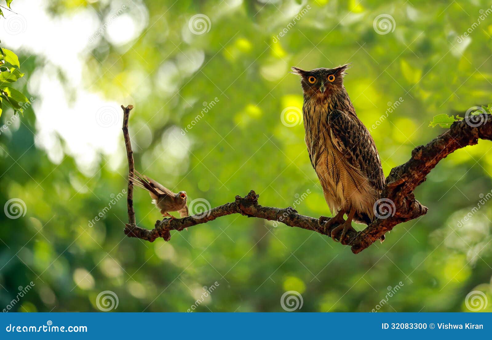 Brown Fish Owl, Ketupa Zeylonensis, Kaziranga National Park, Assam ...