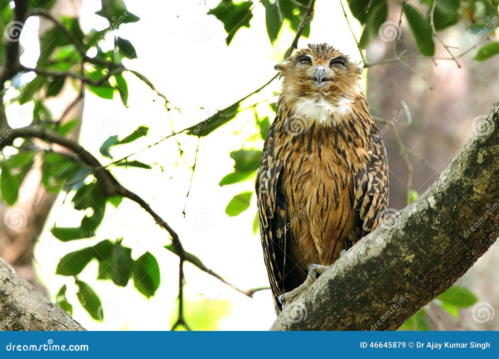 Brown Fish Owl stock image. Image of ketupa, fauna, feathered - 46645879