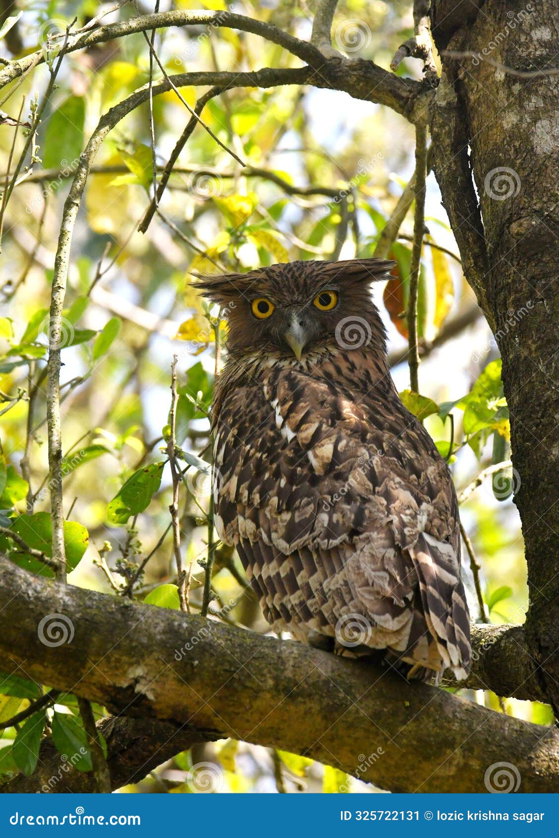 Brown Fish Owl Looking Towards Us at Chitwan, Nepal Stock Image - Image ...