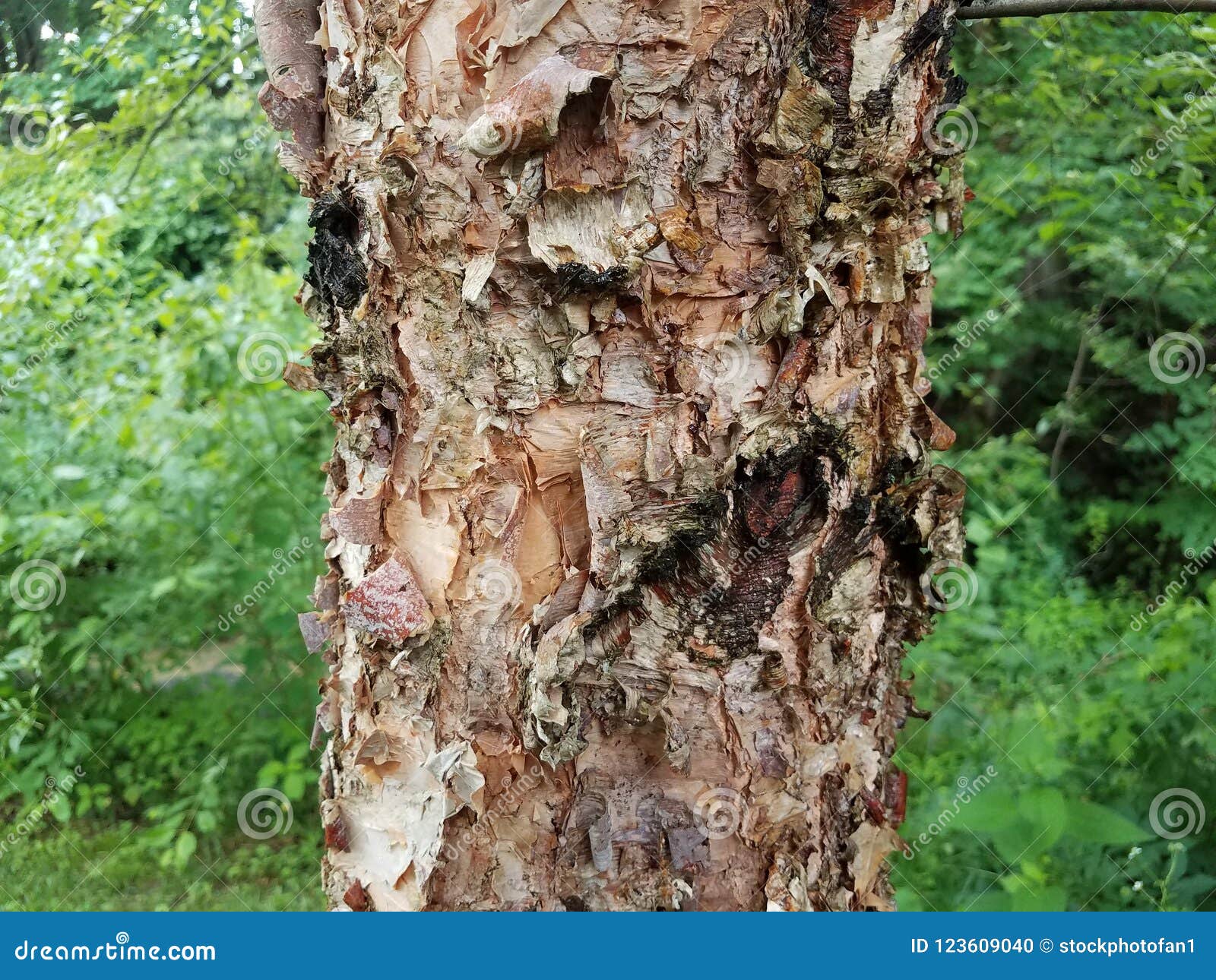 Brown Flaky Bark Peeling from Tree Trunk Stock Photo - Image of flora ...