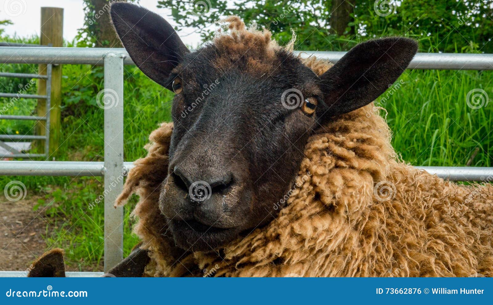 Brown fleeced sheep stock photo. Image of herd, flock - 73662876