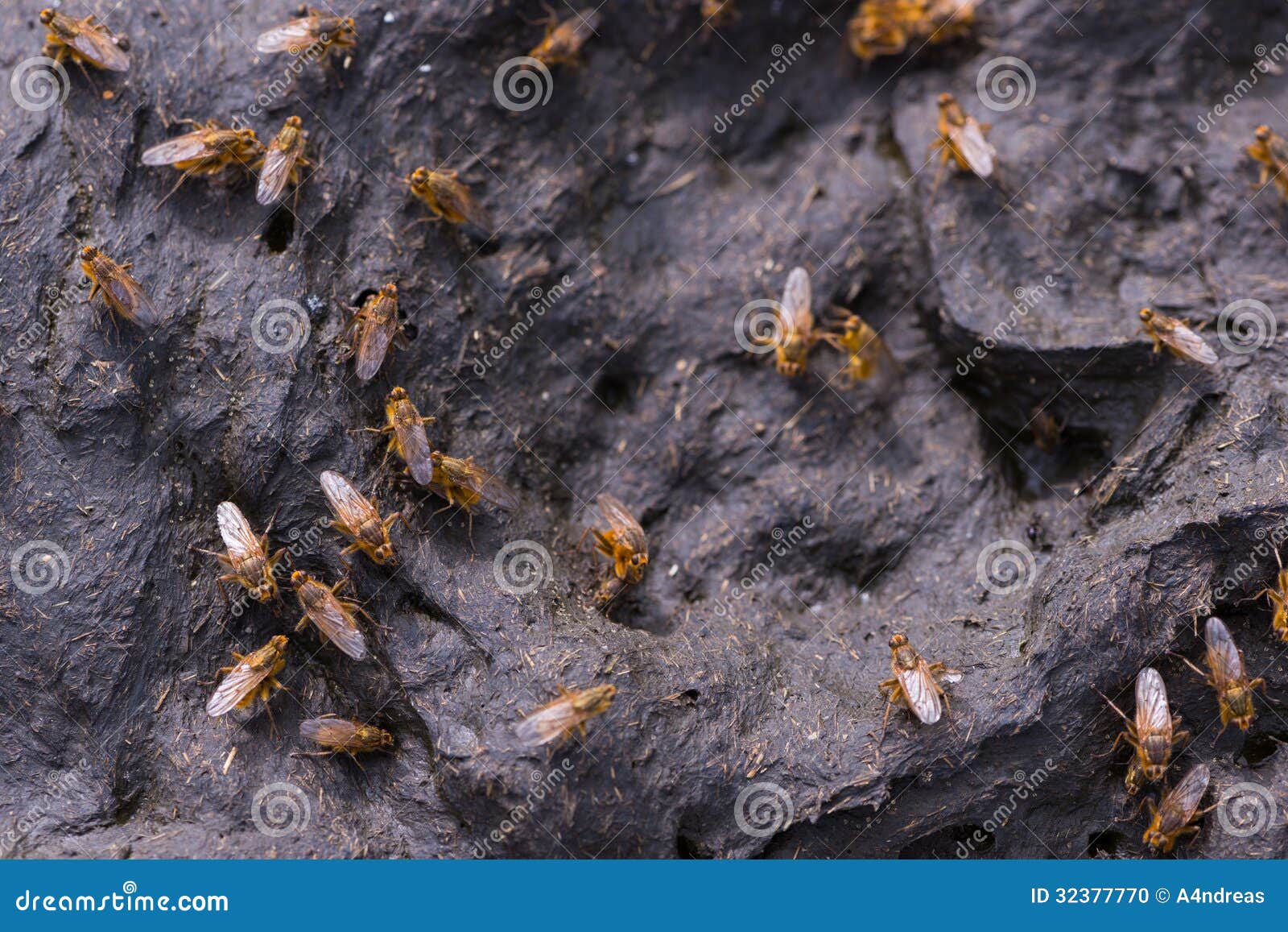 Brown flies on dung stock photo. Image of cartoon, housefly - 32377770