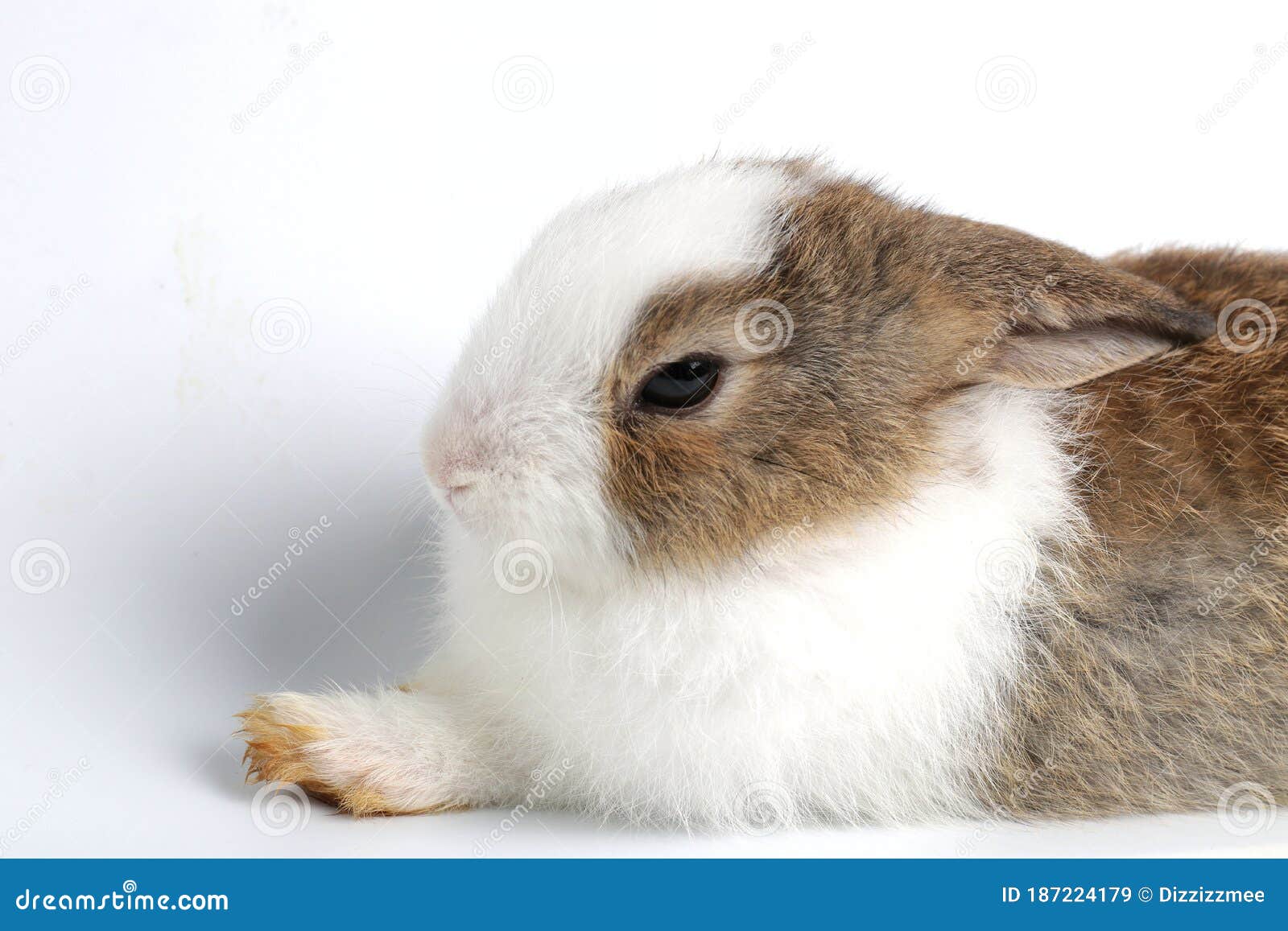 Close Up Cute Bunny Rabbit stock image. Image of eggs - 187224179