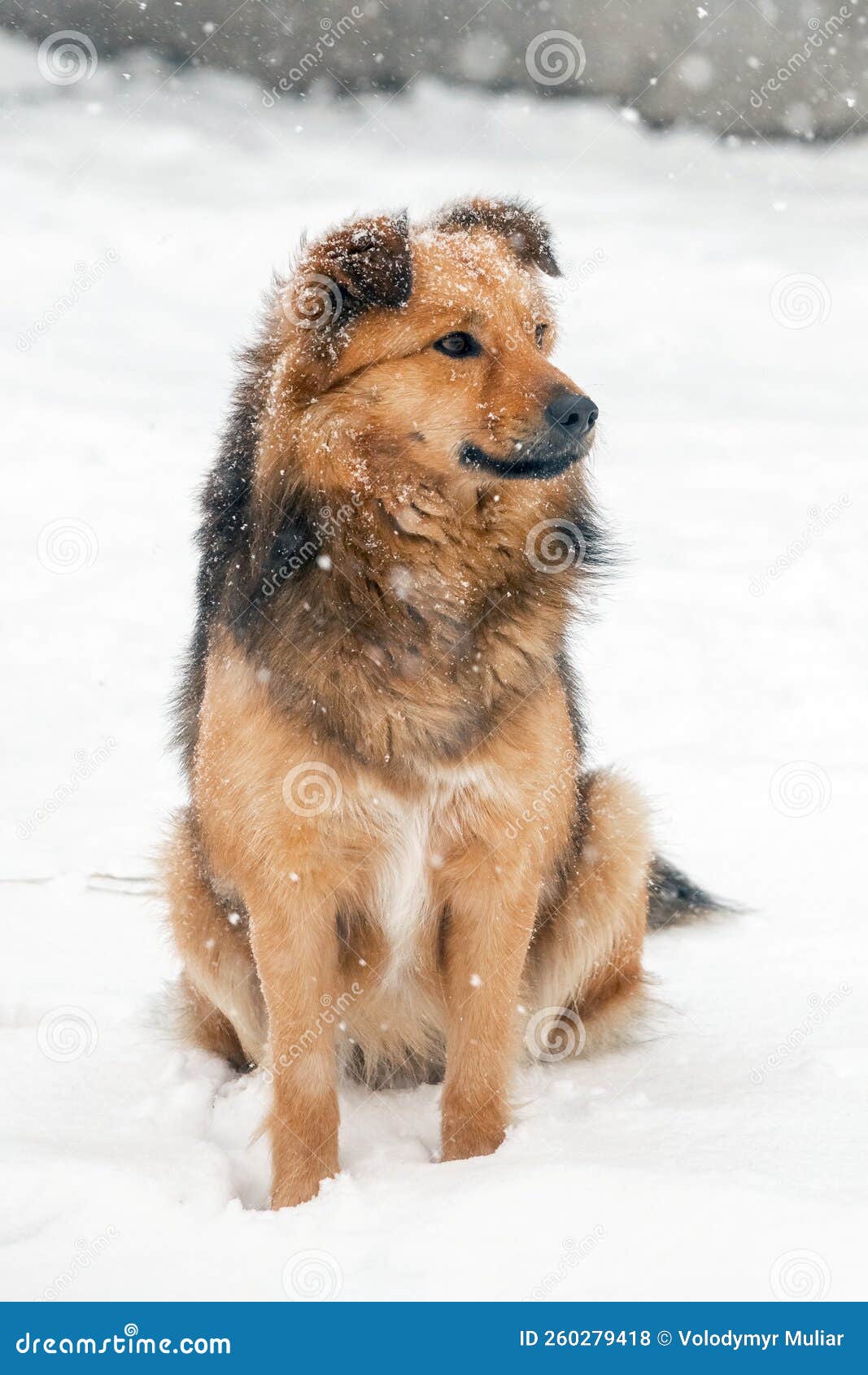 Brown Fluffy Dog in the Winter Sitting in the Snow Stock Photo - Image ...