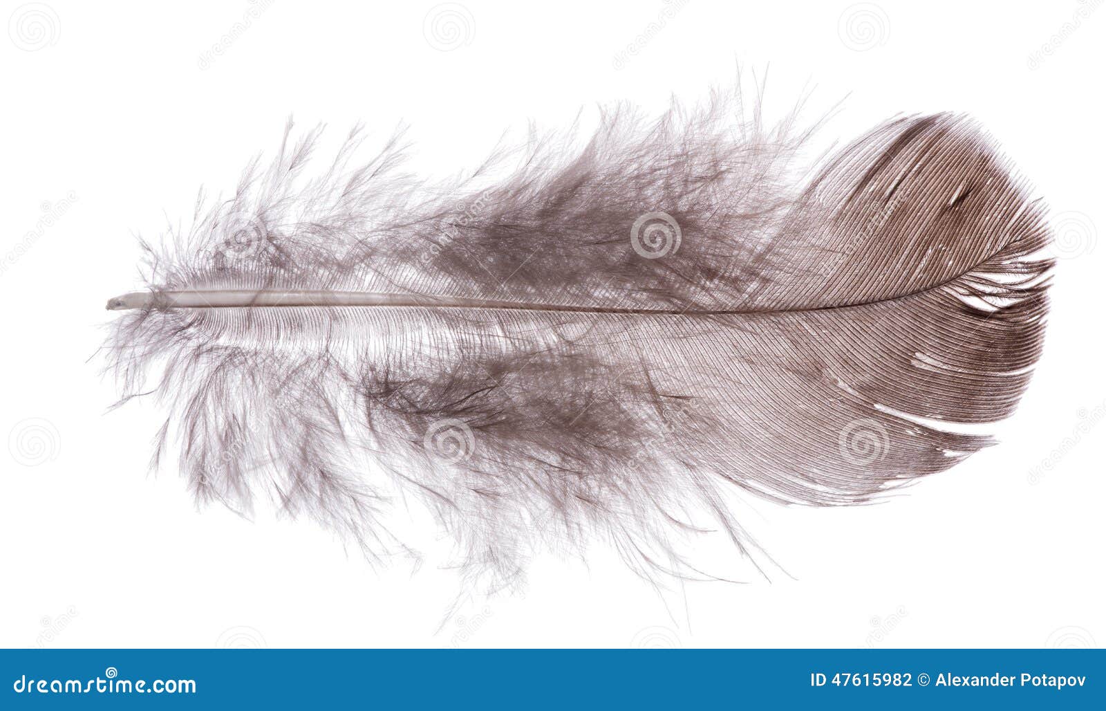 Brown Fluffy Feather Isolated on White Stock Photo - Image of abstract ...