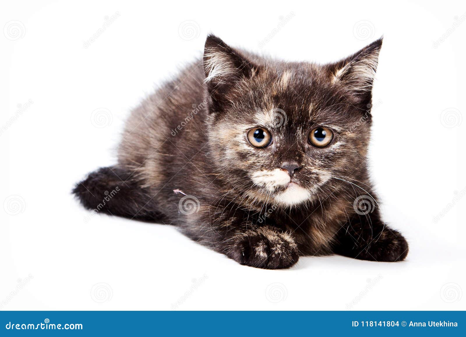 Brown fluffy kitten stock photo. Image of adorable, shot - 118141804