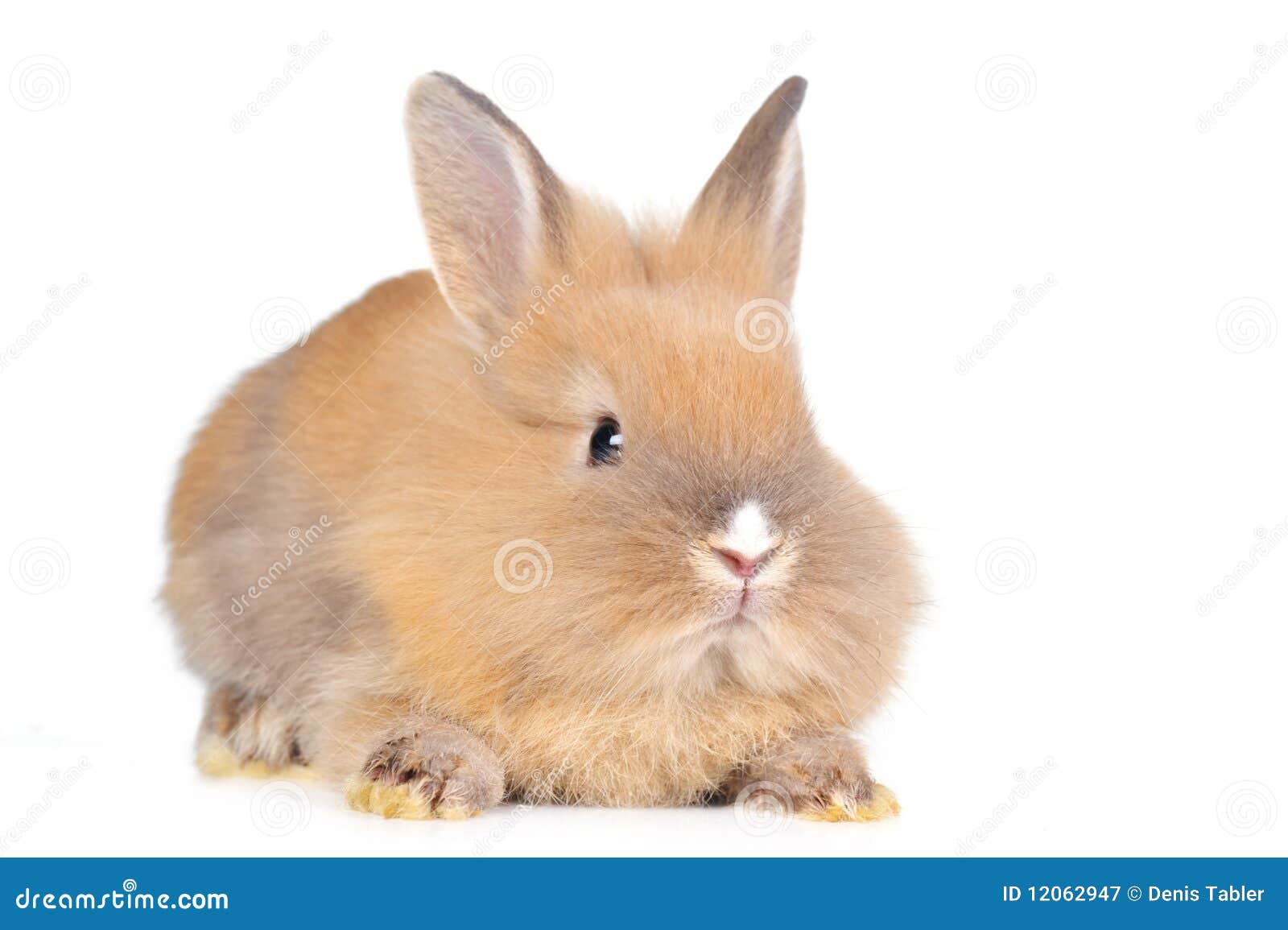 Brown fluffy rabbit stock image. Image of pattern, rabbit - 12062947
