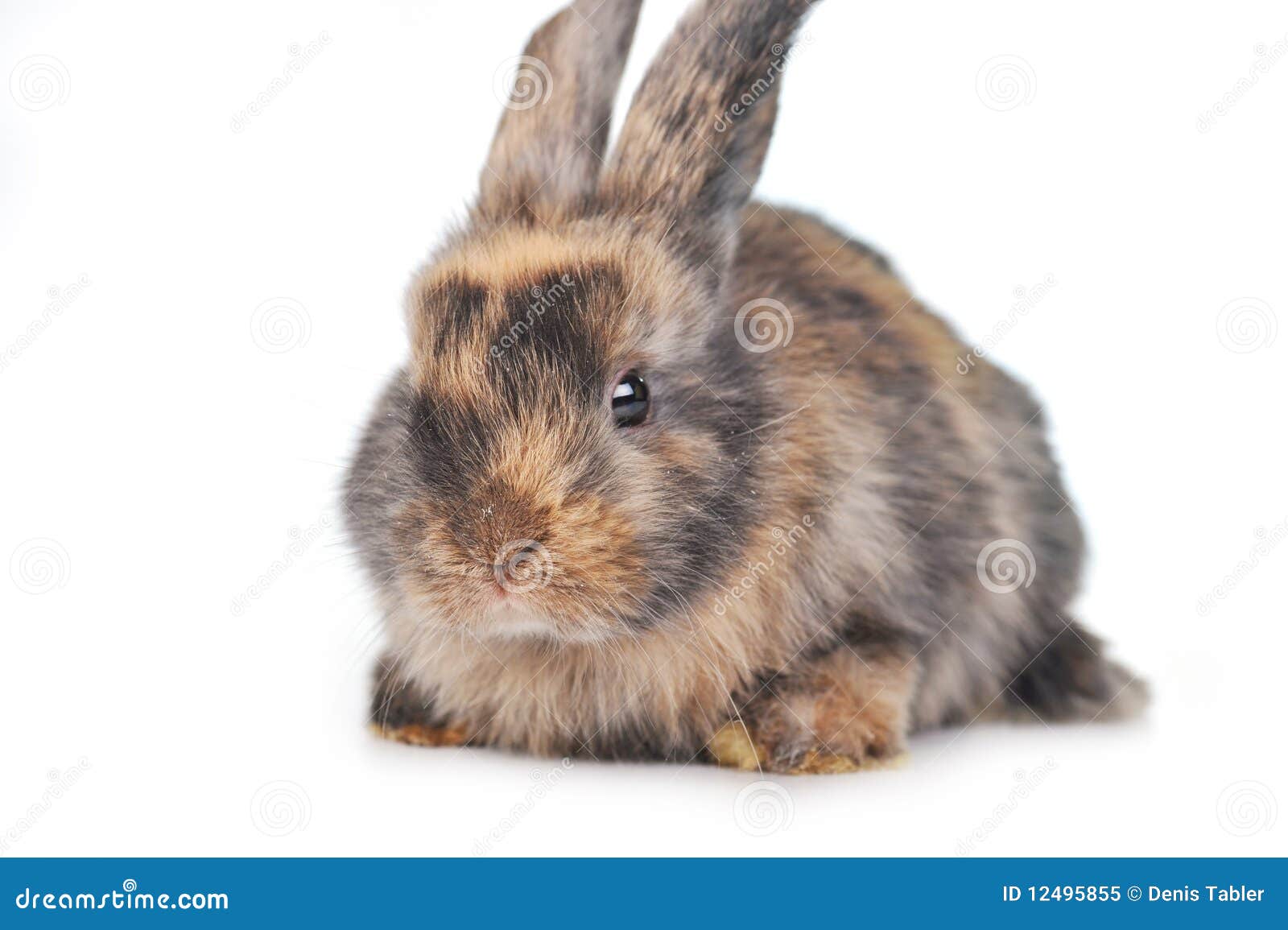 Brown fluffy rabbit stock image. Image of mammal, celebration - 12495855