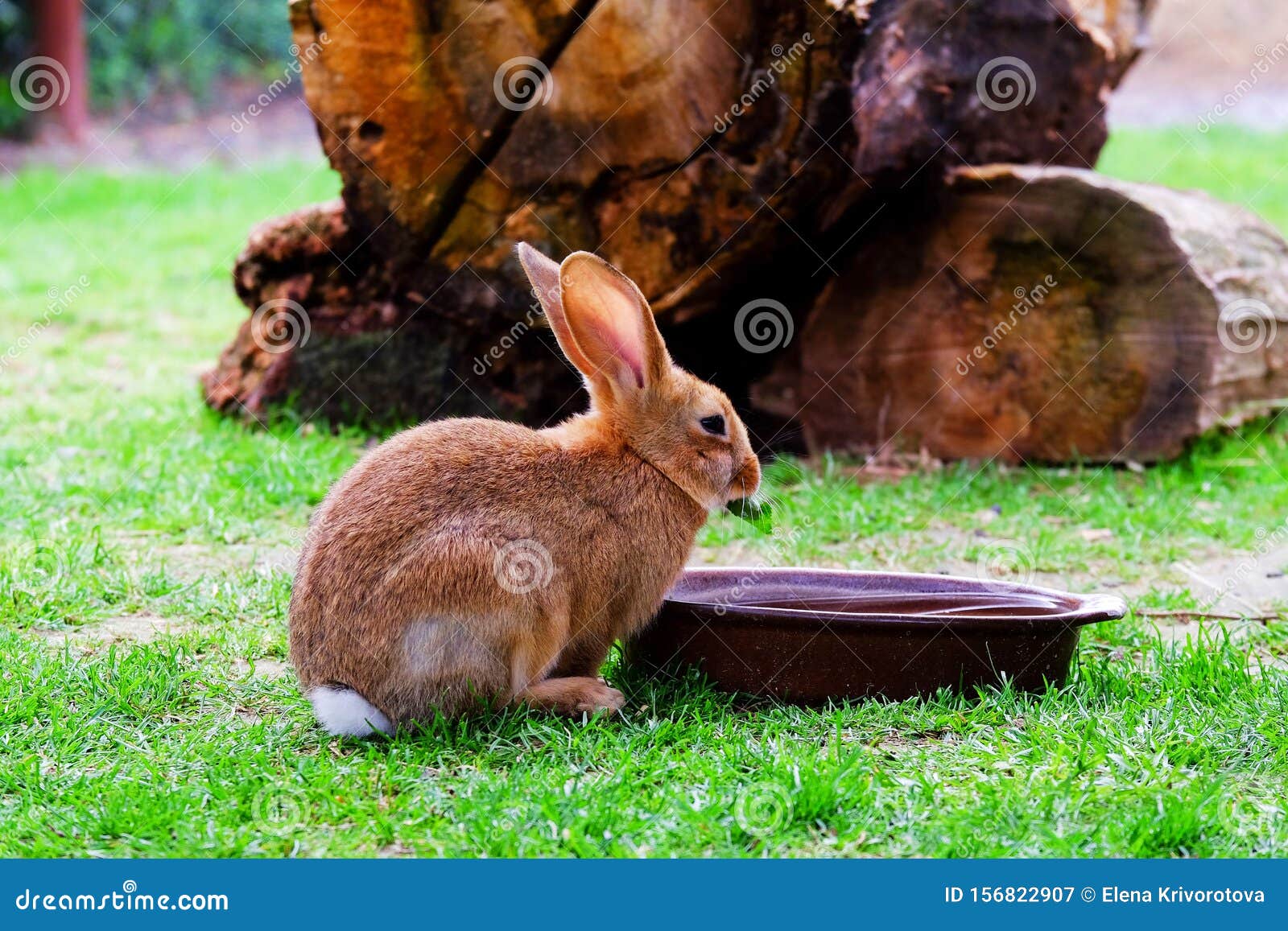 Brown Fluffy Rabbit Eating the Grass Stock Image - Image of ears ...