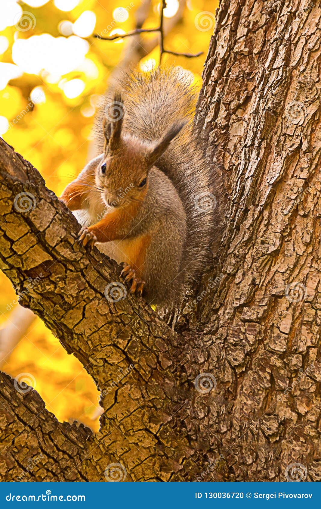 Brown Fluffy Squirrel with a Large Long Tail on a Tree Trunk Background ...