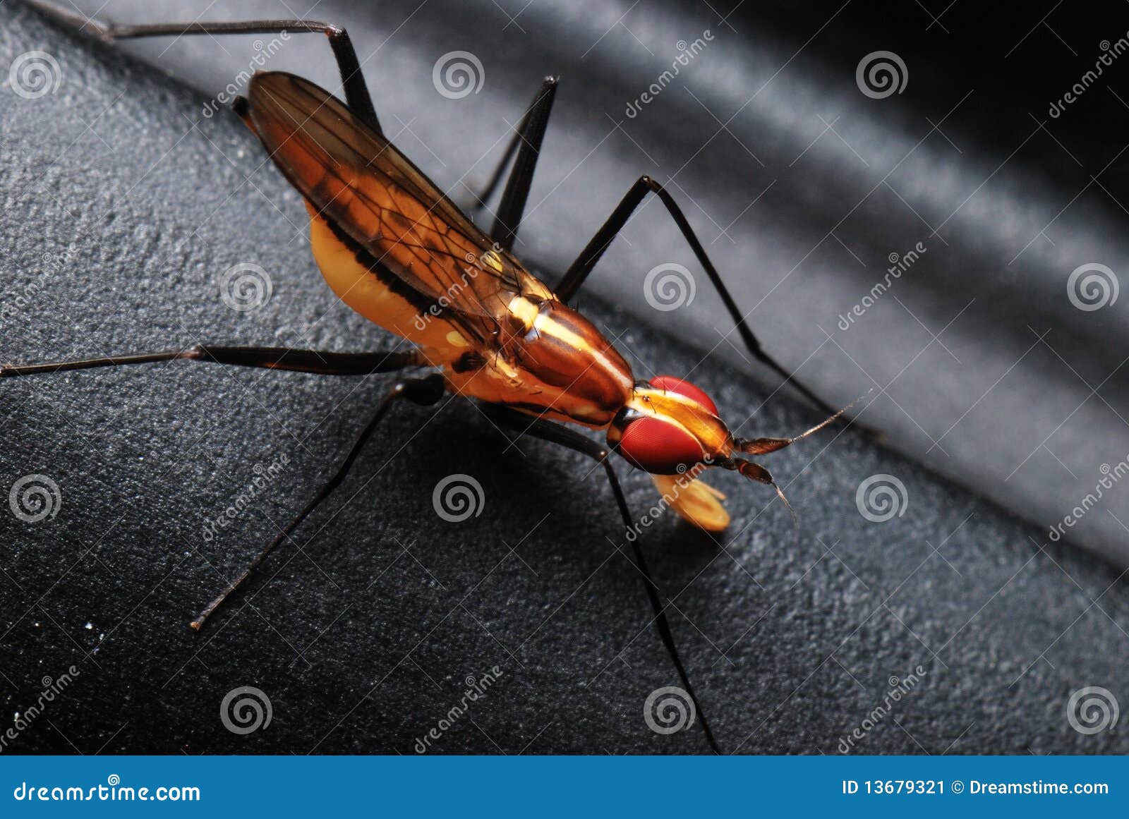 Brown Fly stock image. Image of sense, alert, medical - 13679321