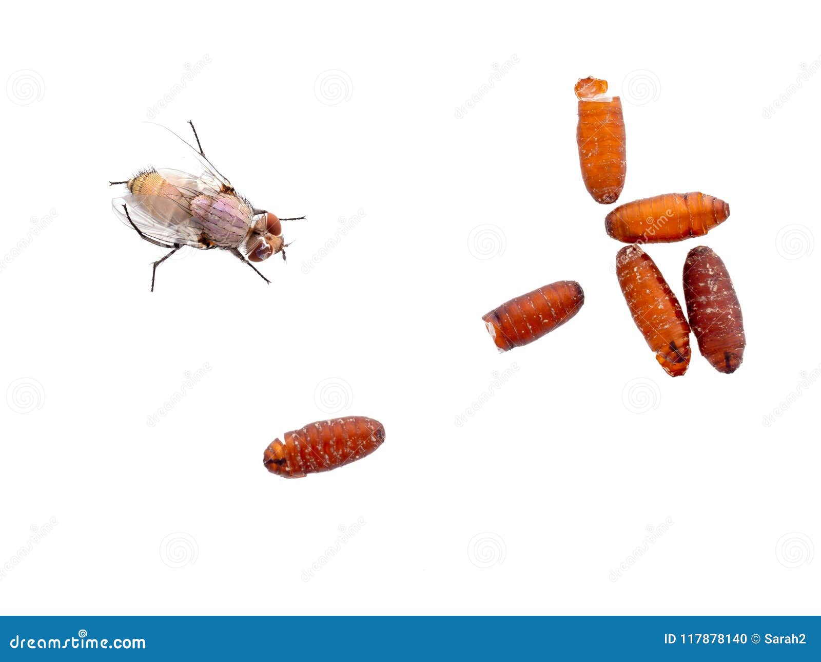 Brown Fly Pupae, Discarded Shells and Emerged Fly. Isolated on White ...
