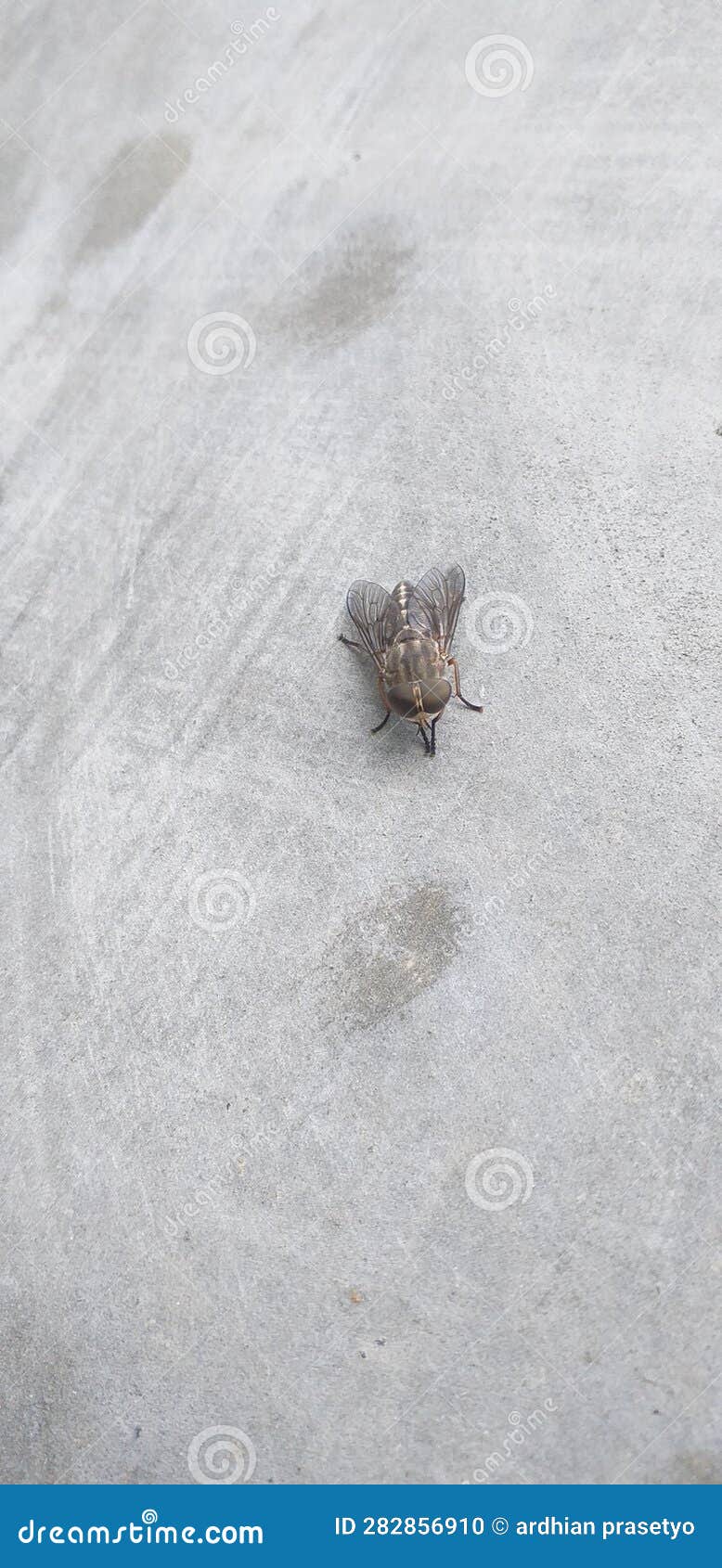 A Brown Fly Stuck To the Wall Stock Photo - Image of material ...