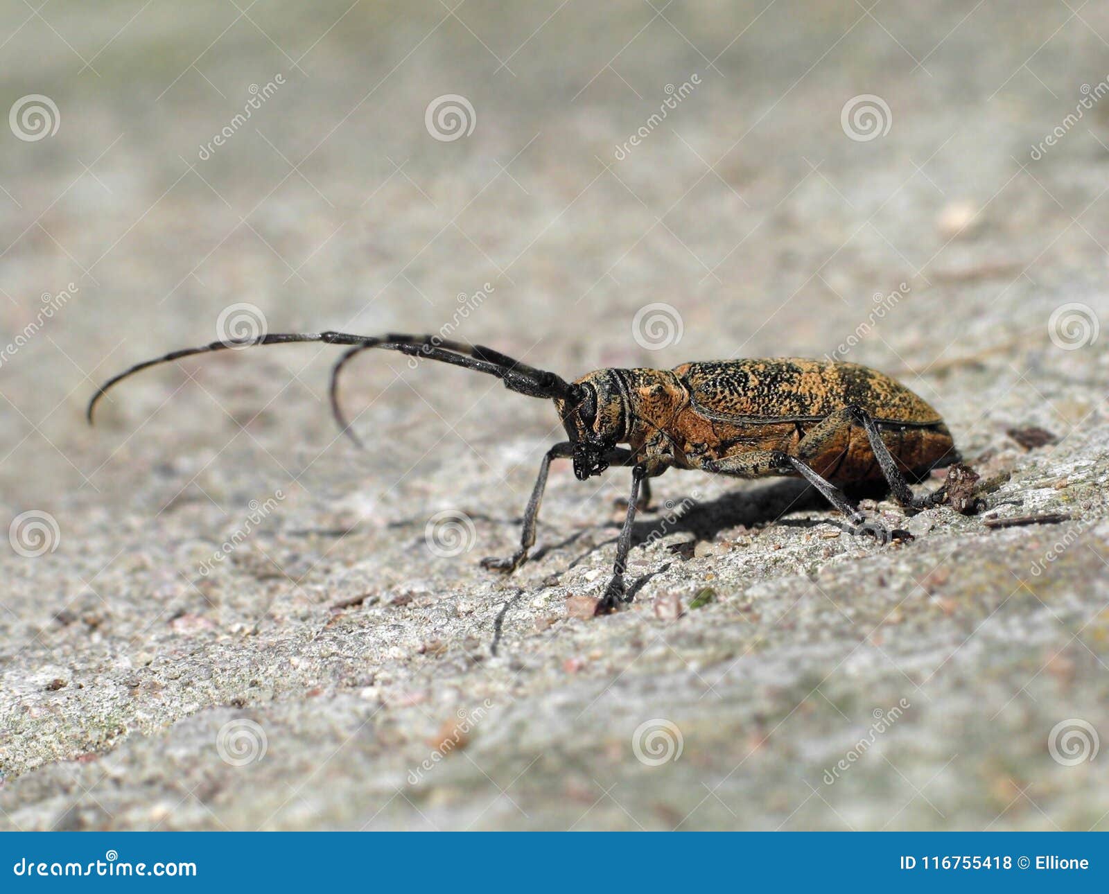 Brown flying beetle stock photo. Image of flying, katydid - 116755418