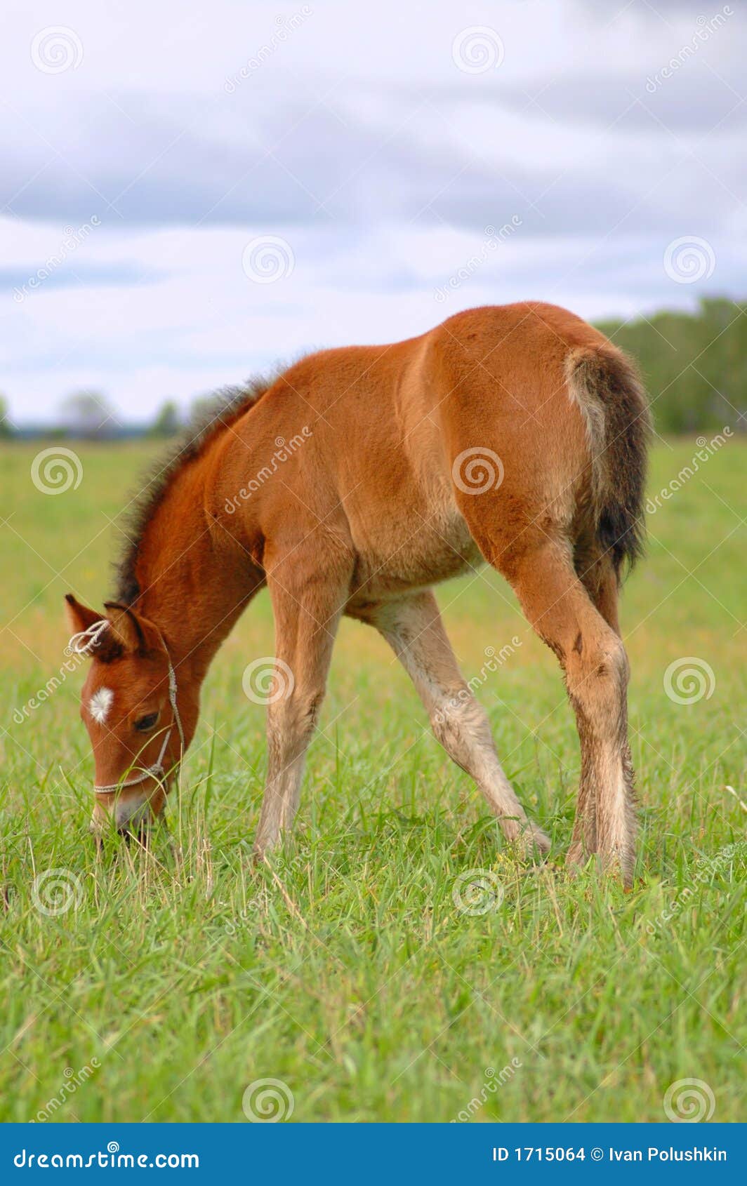 Brown foal on pasture stock photo. Image of mammal, grassland - 1715064