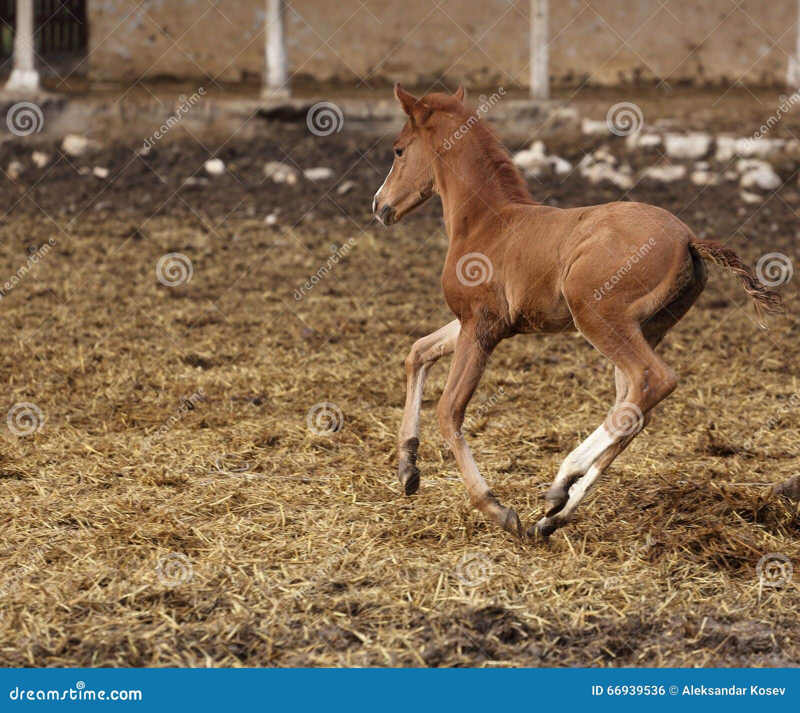 Brown foal stock photo. Image of mane, thoroughbred, foal - 66939536